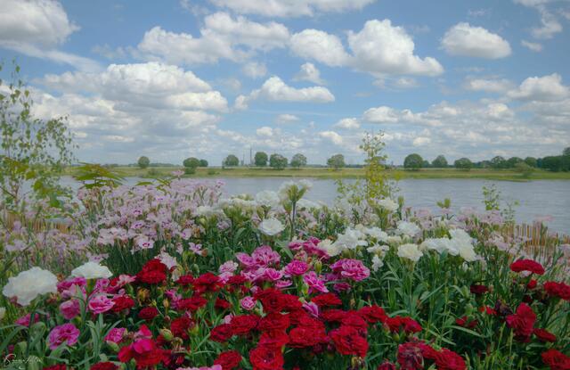 Rheinperspektiven I Krefeld I Flowers: Der Rhein blüht auf - finde das ...