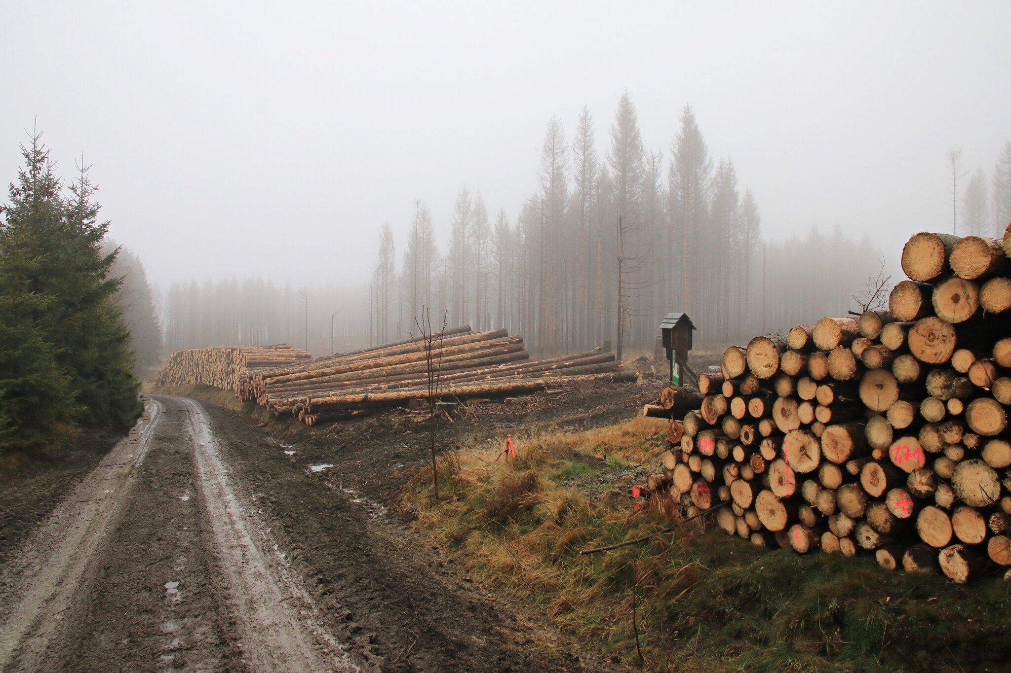 Waldsterben: Waldsterben im Harz - Velbert