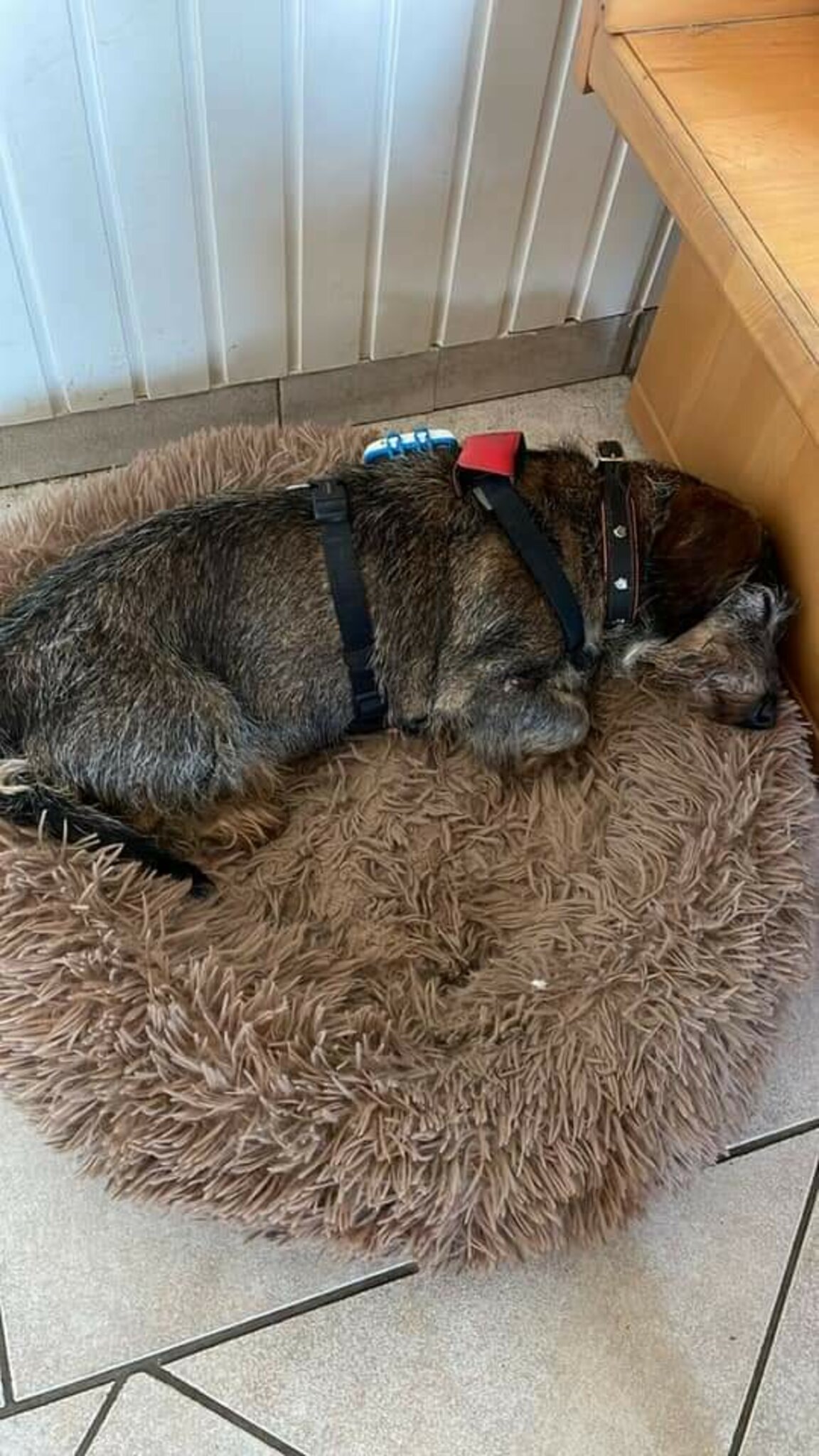 Wo ist Dackel Hündin CILLY!?: Dackel Hündin seit Anfang Dezember ...