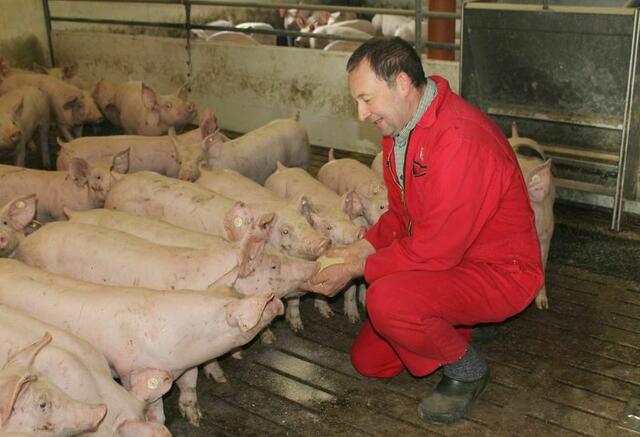 Region Ruhr-Lippe: Bauern bangen um Existenz: Krise in der ...