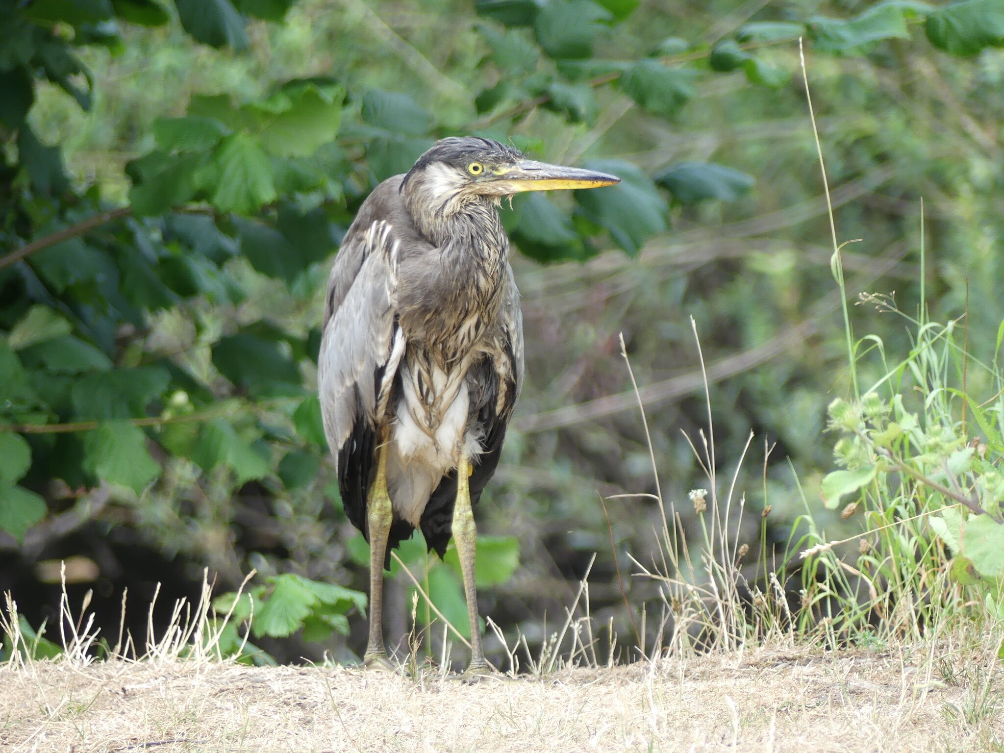 Ein Fisch für den Reiher: Zum Geier mit dem Reiher - Hagen