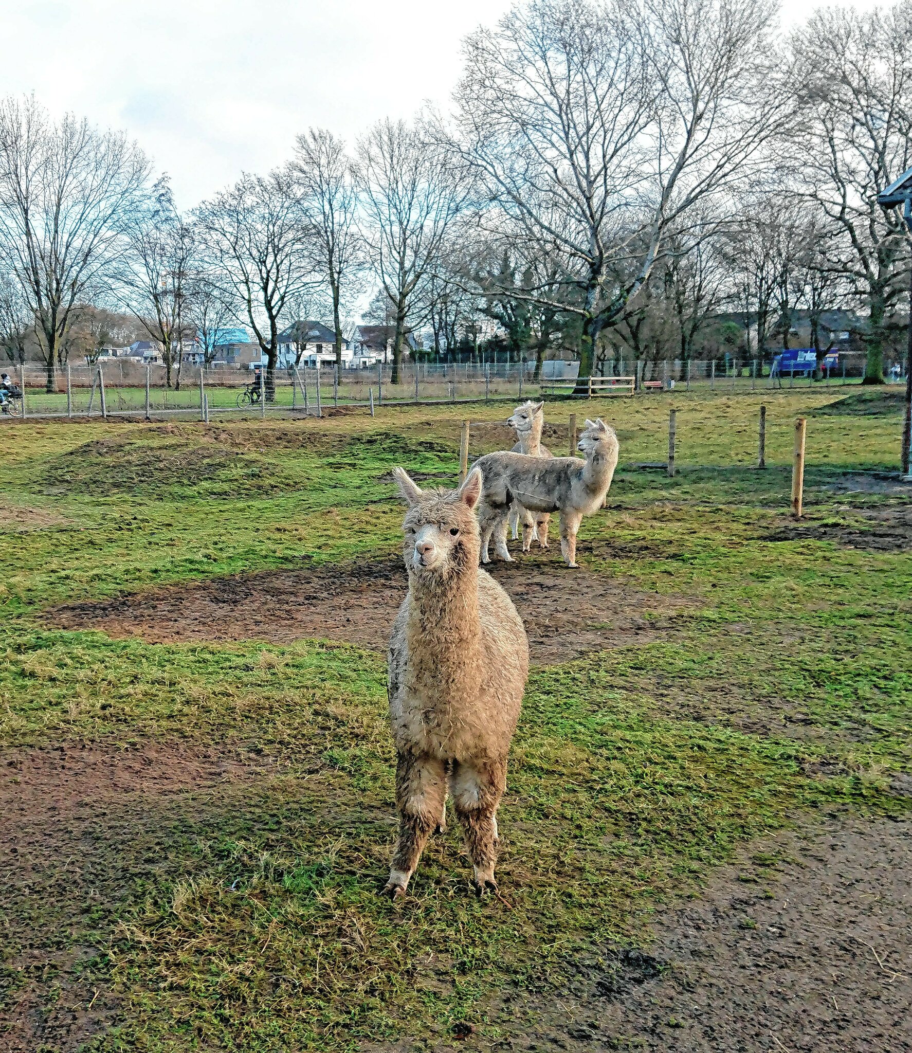 Allerlei Liebenswertes: Die künftigen Tierarten im Streichelzoo Moers ...