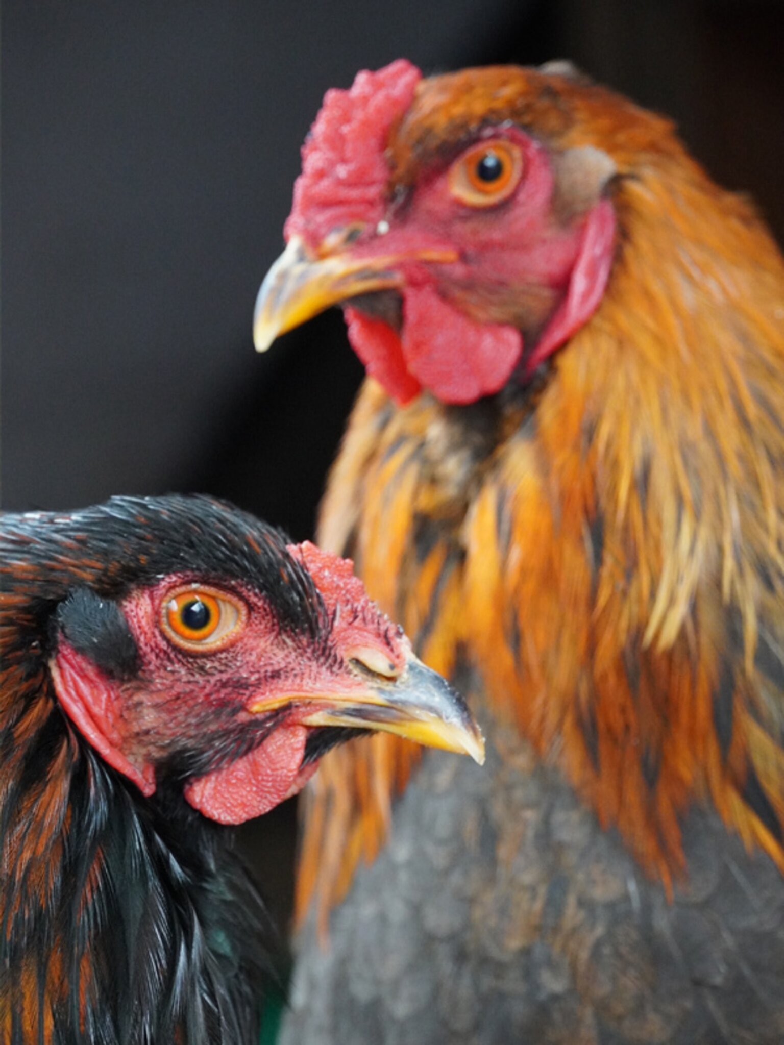 Tier der Woche: Hahn sucht Henne - Dorsten