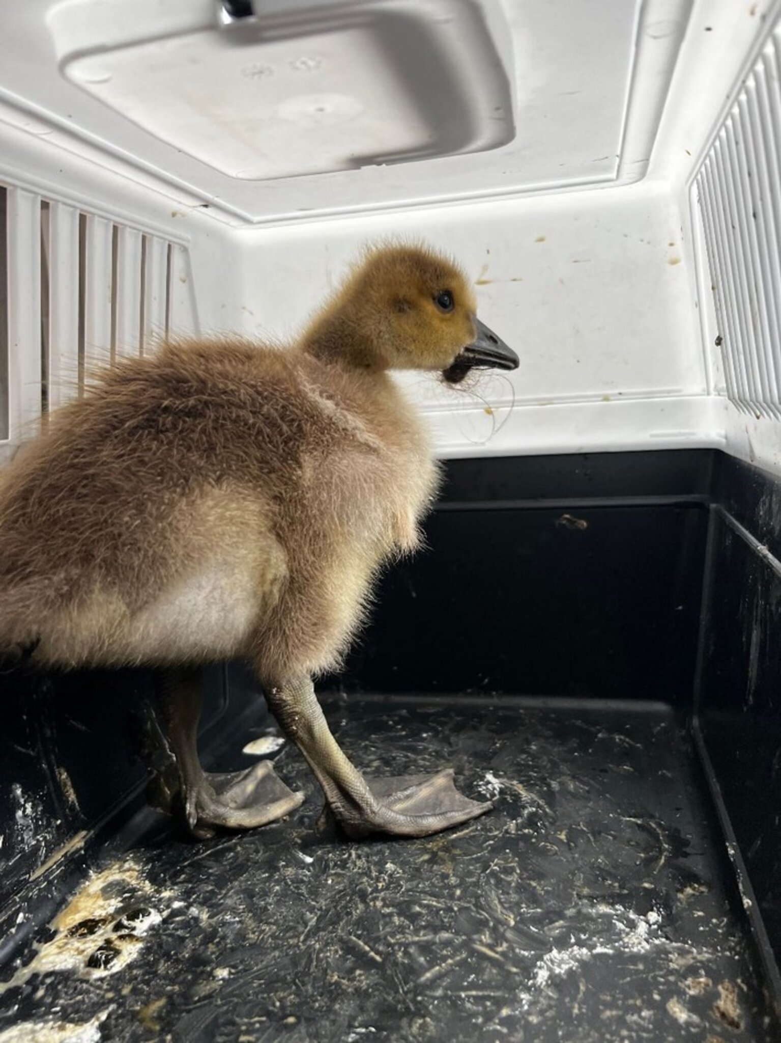 Tierrettung in Herdecke: Wildgans-Schnabel verfing sich in Angelhaken ...