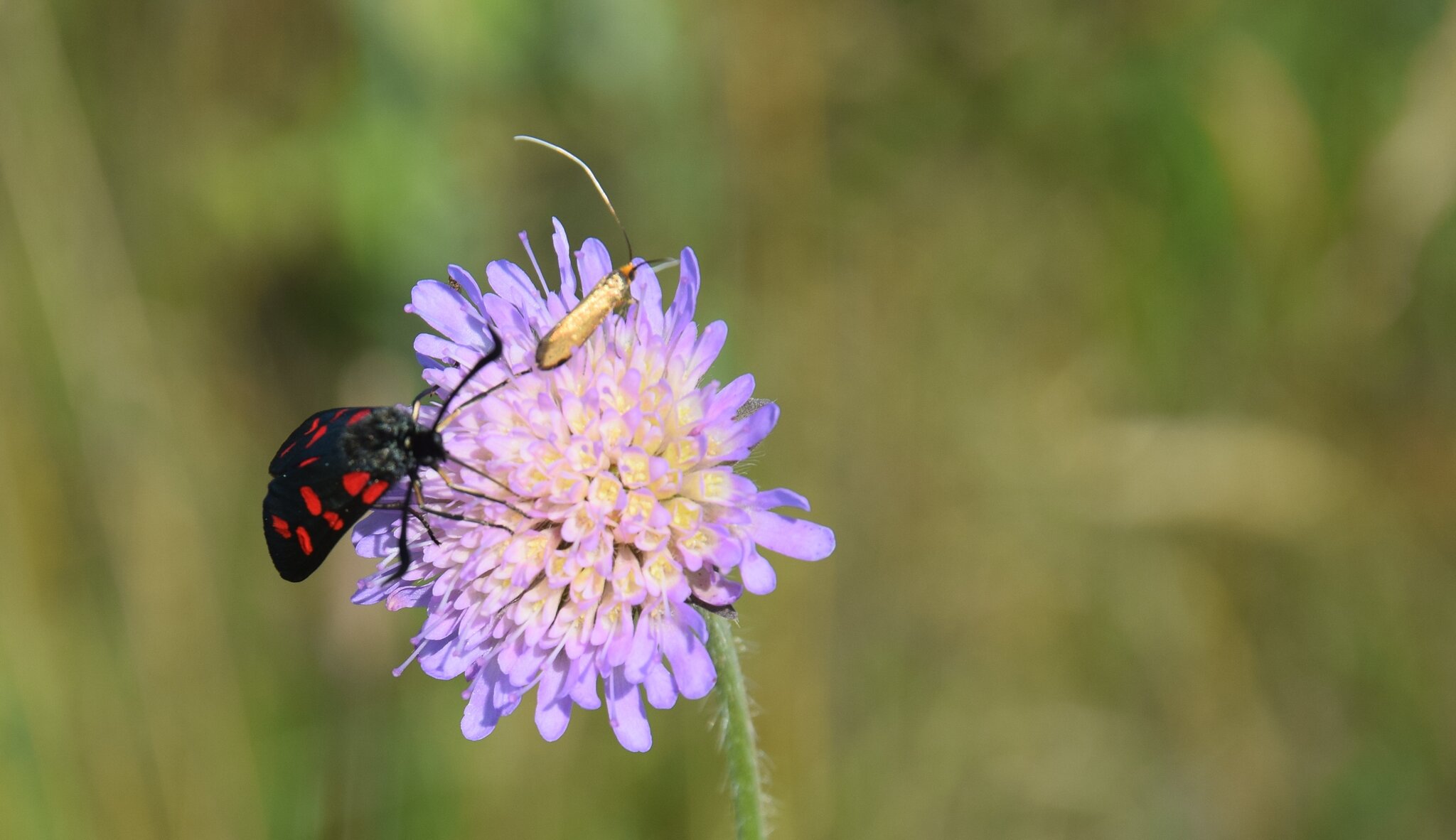 Tipps vom Grünflächenamt: Auch die Wilde Wiese muss gepflegt werden ...