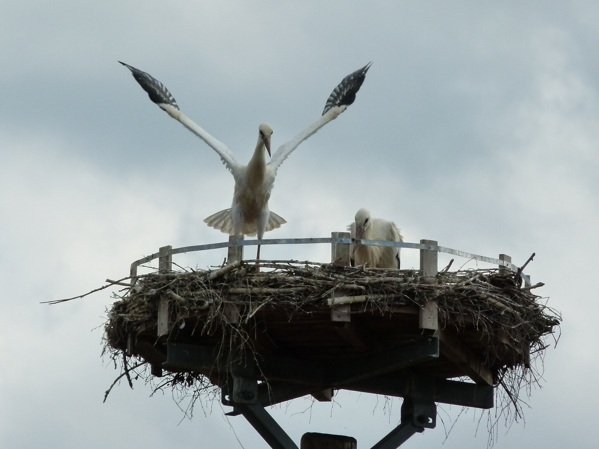 Störche für Hünxe: Ansiedlung durch den Förderverein endlich geglückt ...