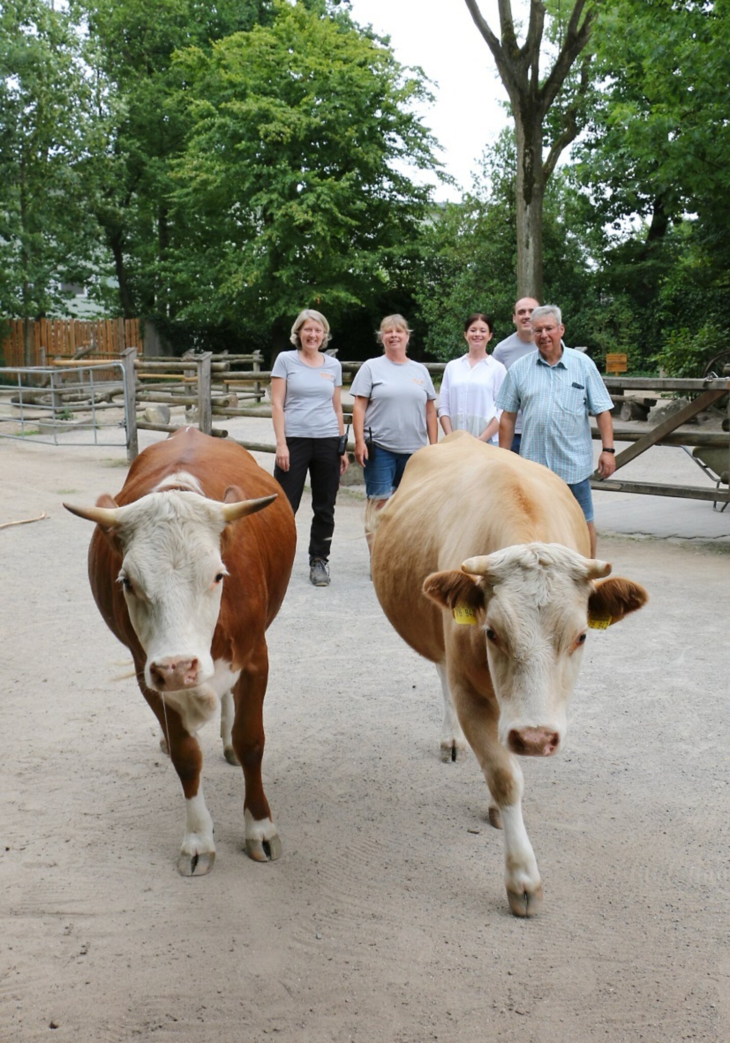 ZOOM Erlebniswelt:: ZOOM Erlebniswelt: Hinterwälder Rinder erweitern ...