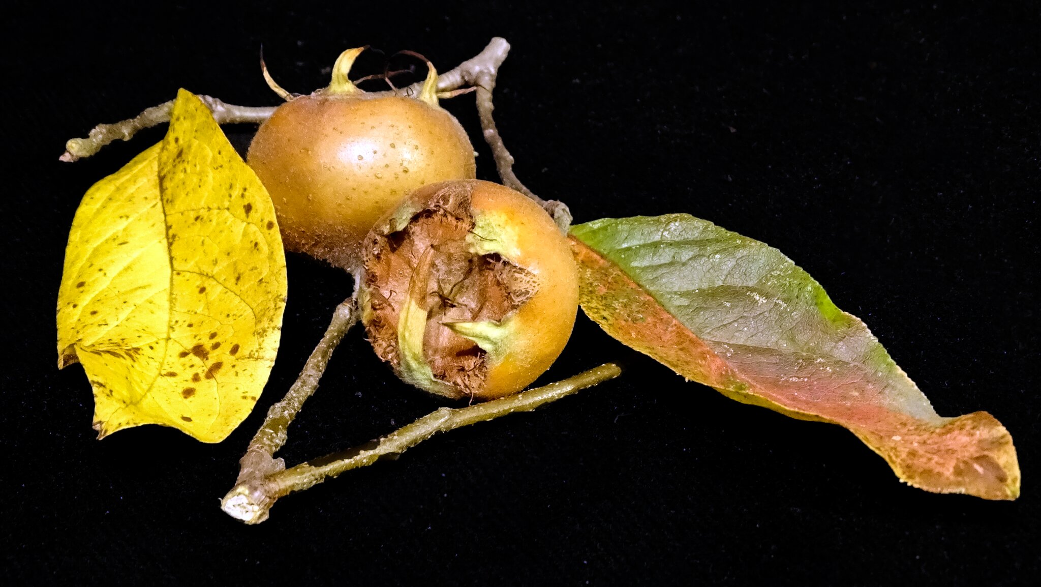 Die Mispel: - Die Mispel - der Mispelschnaps - der Mispellikör - die ...