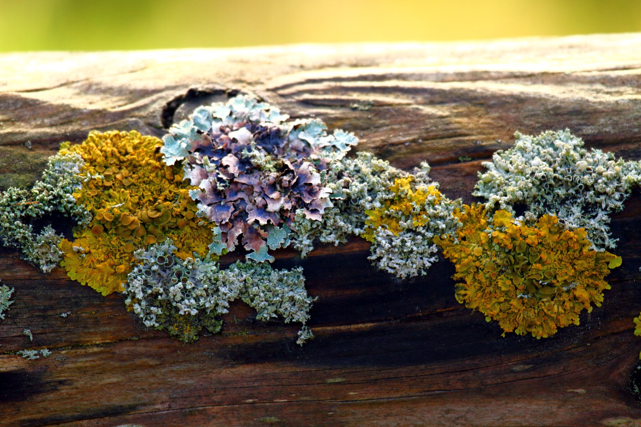 Flechten: perfekte Symbiose aus Algen und Pilzen: Doppelwesen als ...