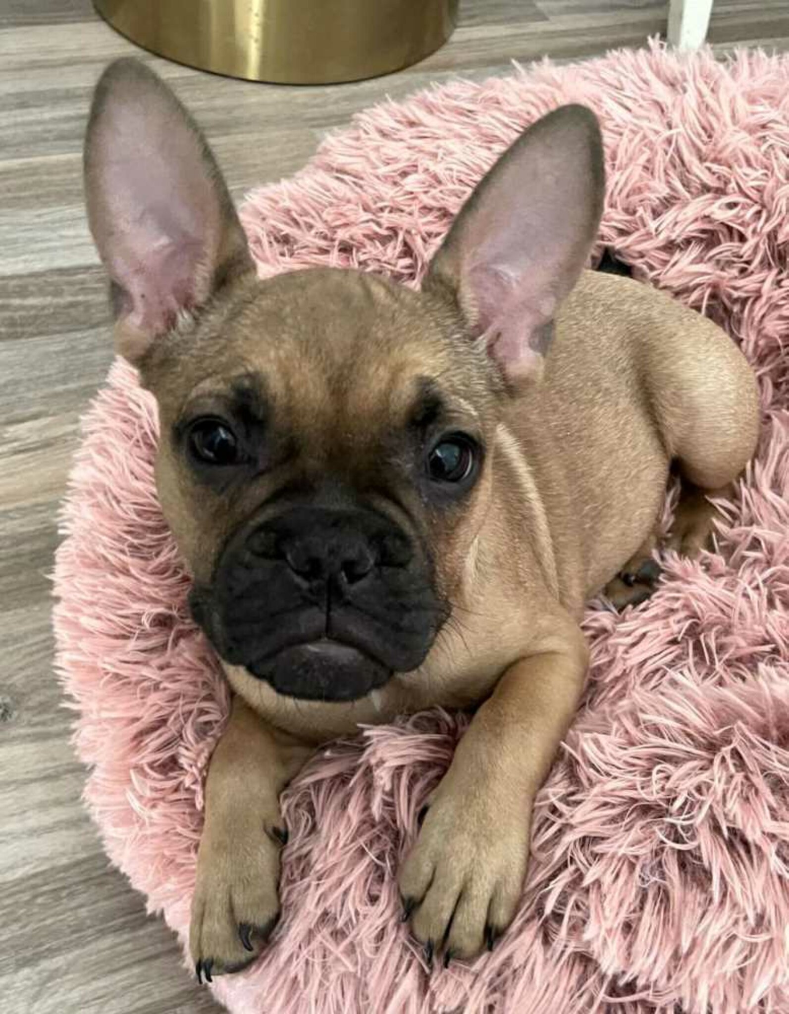 ⚠ Wer hat Maja gesehen oder aufgenommen? ⚠: 04.12.2022: Maja ist ...