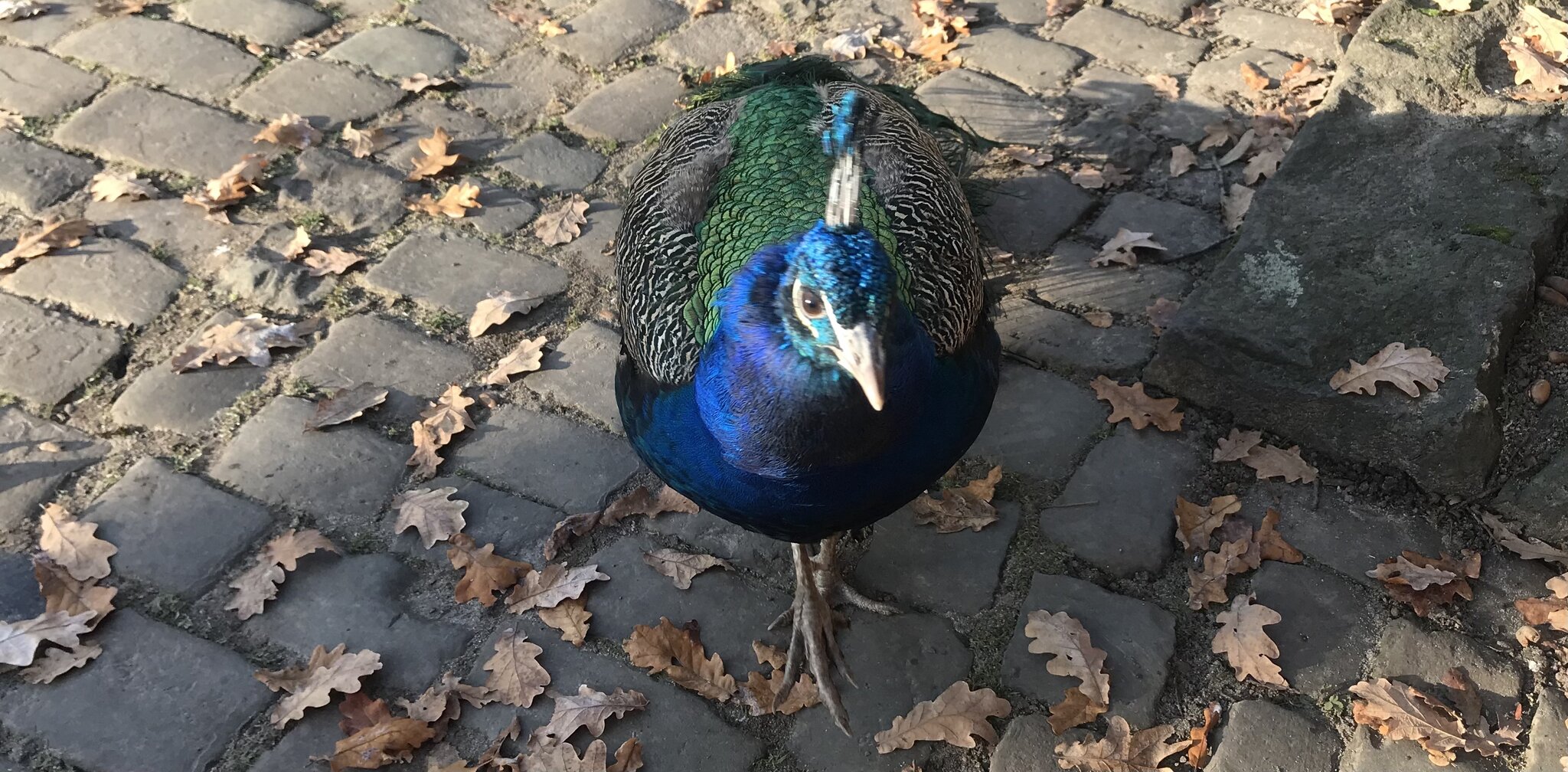 Der Pfau wünscht ein tolles 2023: 🦚🦚 Der Pfau - Pascha, oder ...