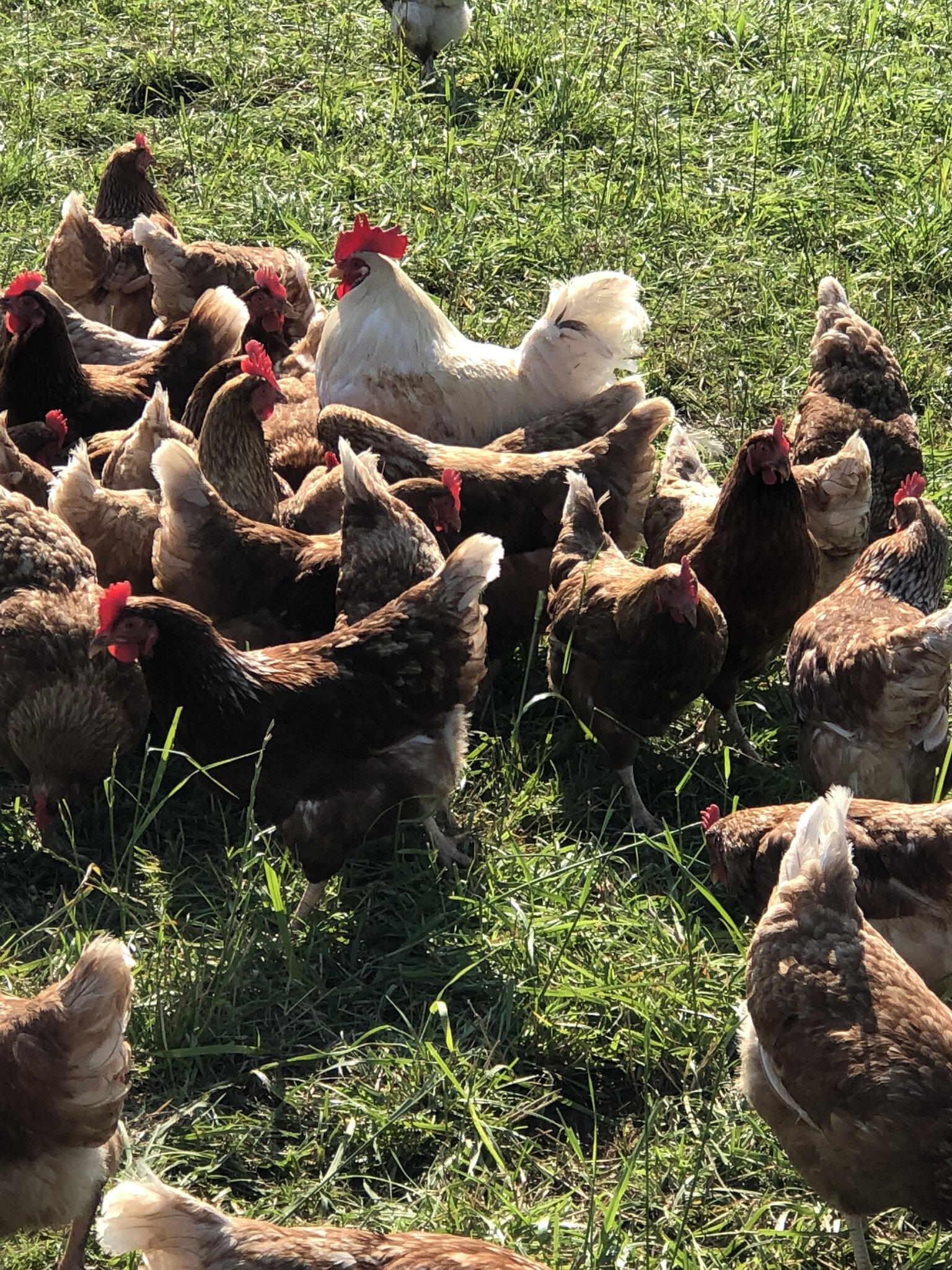 Gesund ohne Antibiotika.: Hühner bekommen Cannabis - Essen-Süd