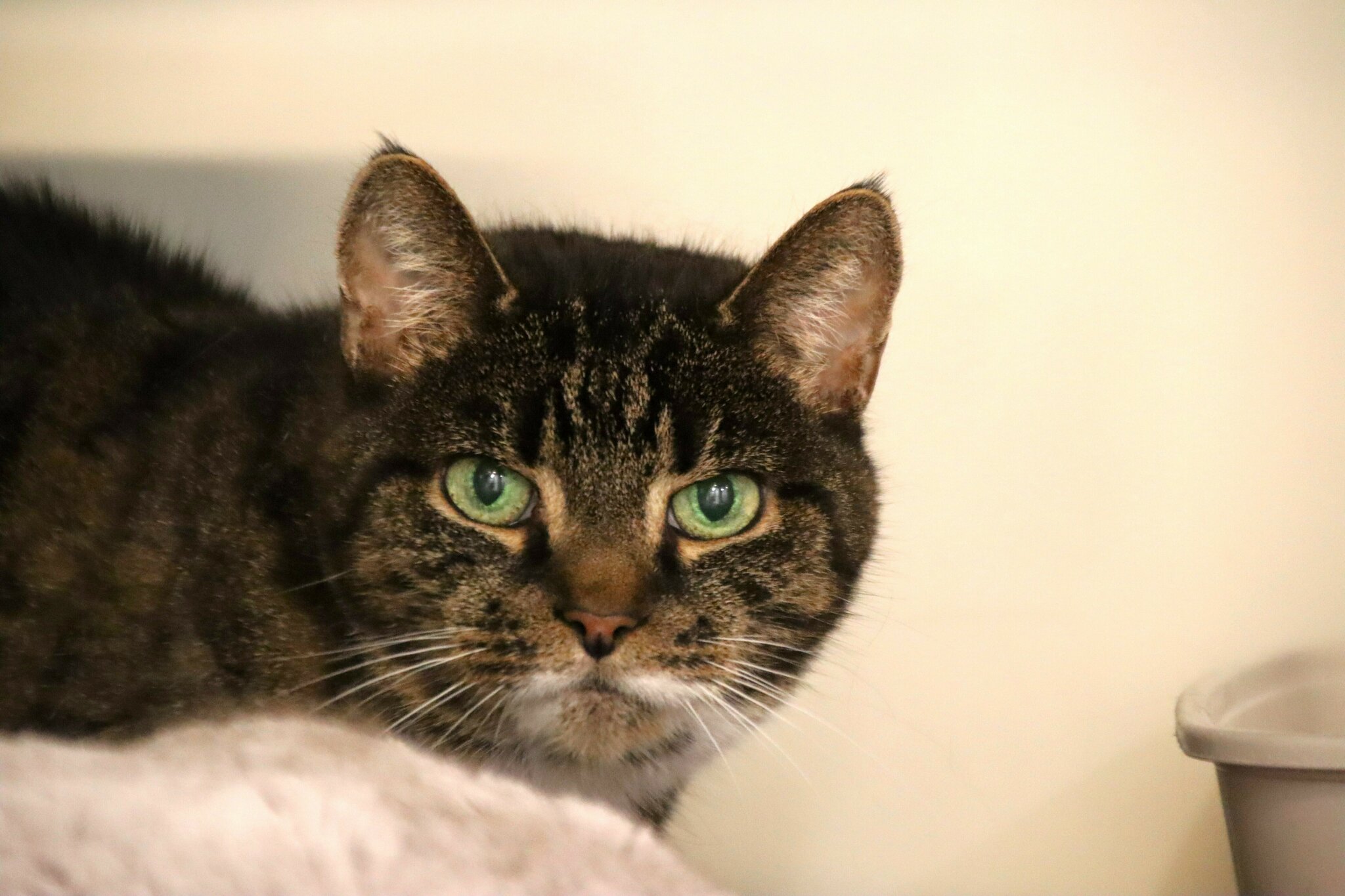 Die selbstbewusste Caja: Katzendame hat es gerne ruhig und entspannt ...