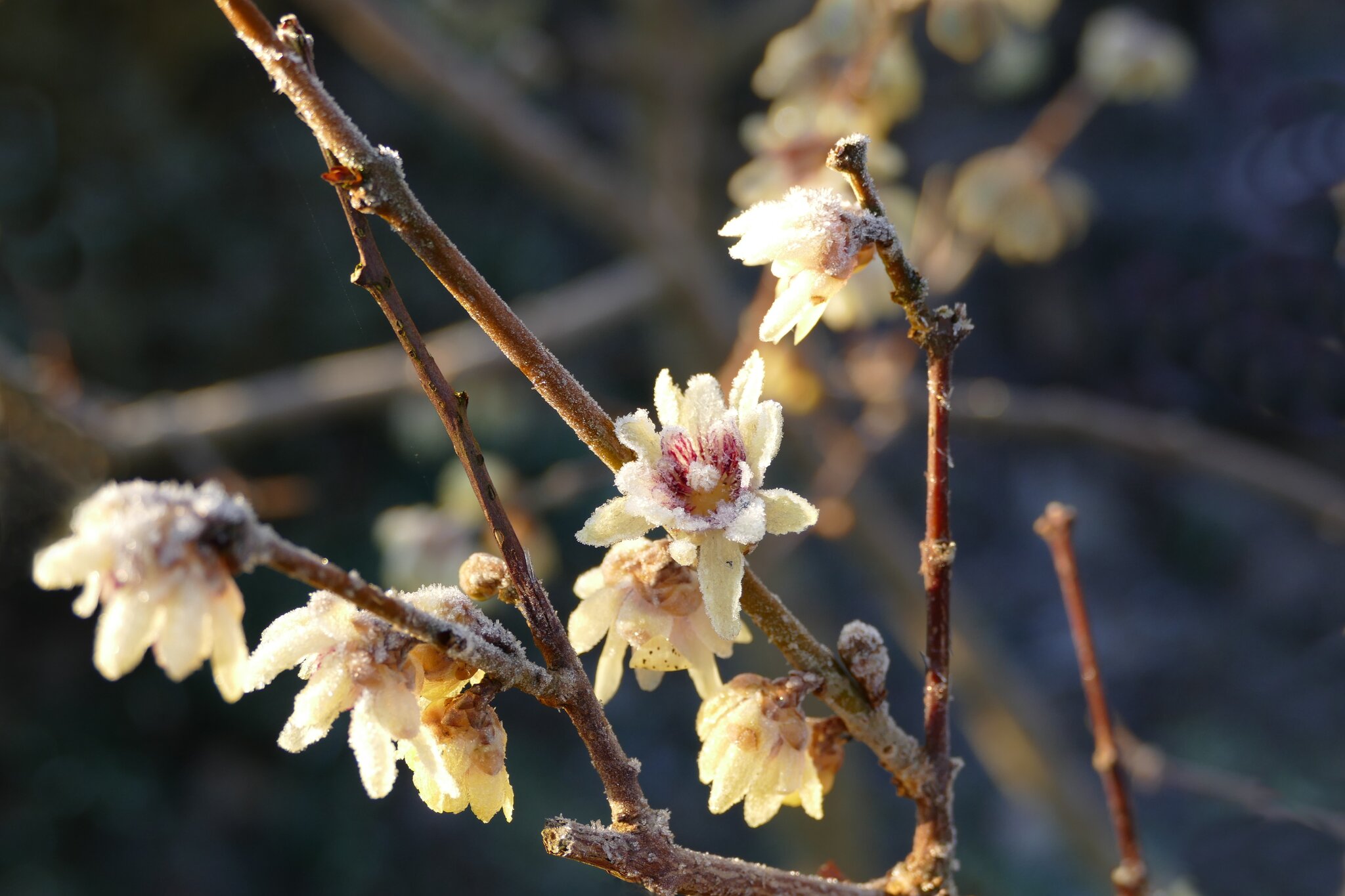Ein milder Winter - Bedburg-Hau