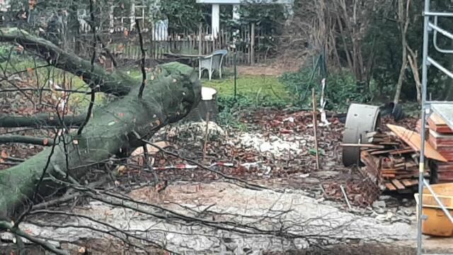 Illegale Fällung einer Rotbuche Leostraße 98: Wie reagiert die ...
