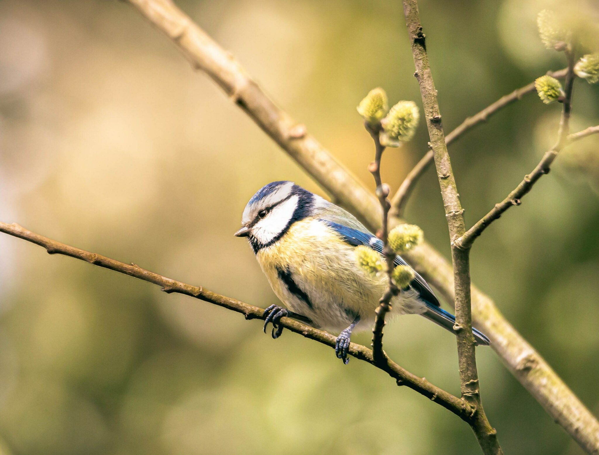 Die Blaumeise: Der Frühling kommt langsam - Mülheim an der Ruhr