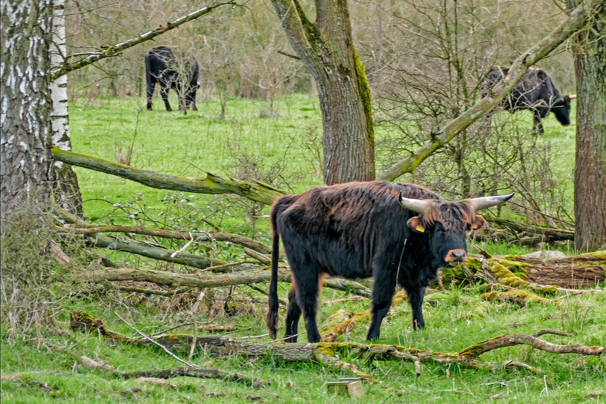 Eine kleiene Fototour im April:: Tiere in der Steveraue - Gelsenkirchen