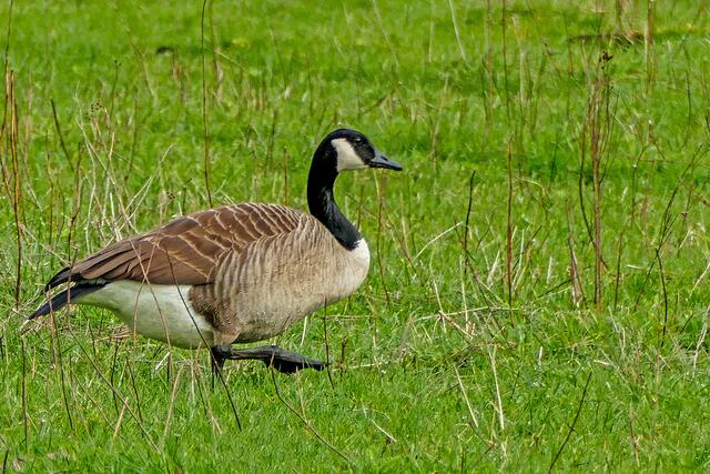 Eine kleiene Fototour im April:: Tiere in der Steveraue - Gelsenkirchen