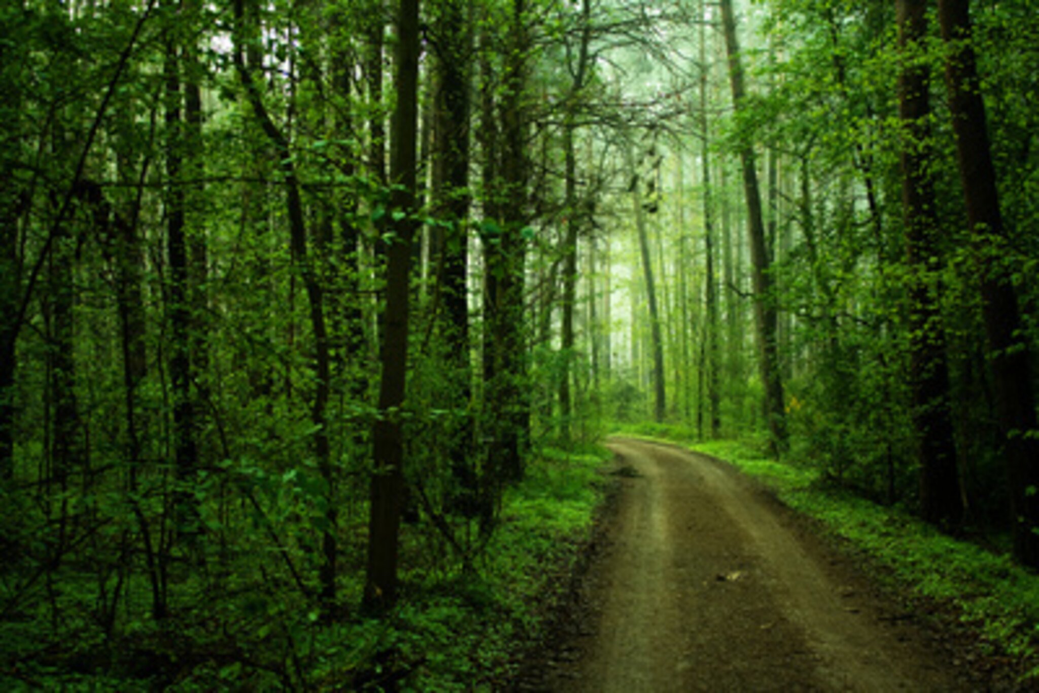 Naturführung: Den Wald mit allen Sinnen erleben - Witten
