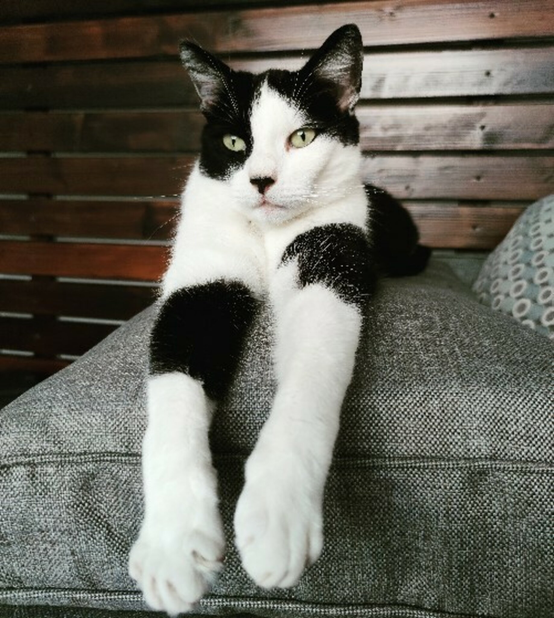 Tiere der Woche: Bezauberndes Kater-Duo sucht neuen Wirkungskreis - Dorsten