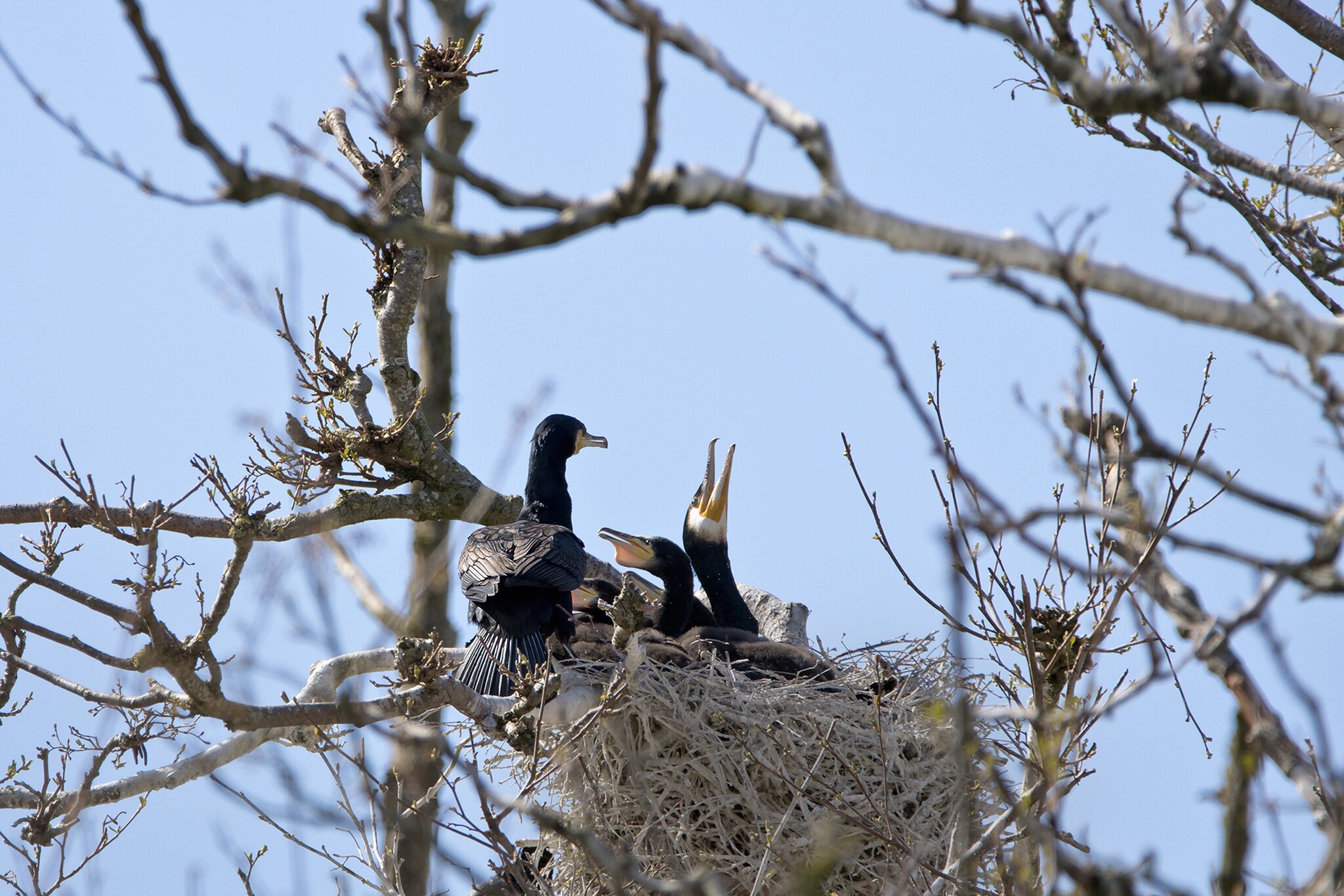 Junge Kormorane auf der Insel Rügen - Essen-West