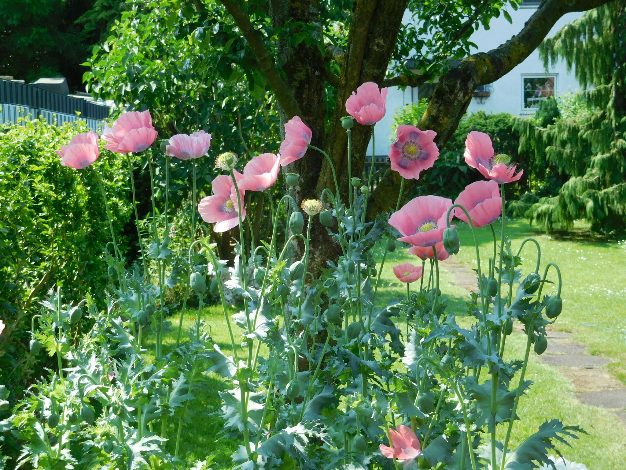 Mohn - Mohn - Mohn - Mohn - Mohn - Mohn - Mohn: Die augenblickliche ...