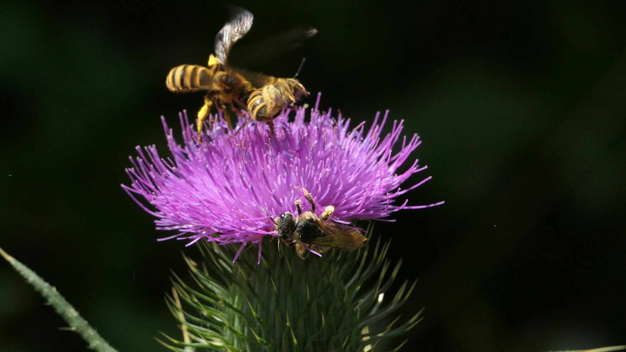 Wieder eine kleine Bildergeschichte: Krawall an der Kratzdistel - Hattingen