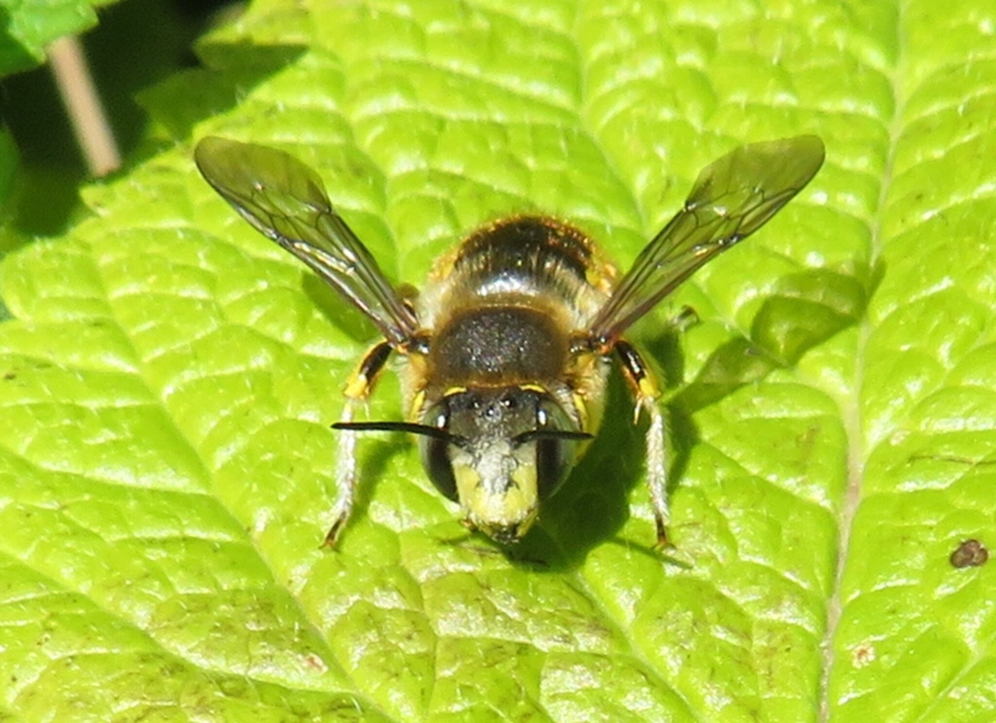 Das ist mein Revier – sagt die Biene - Bedburg-Hau