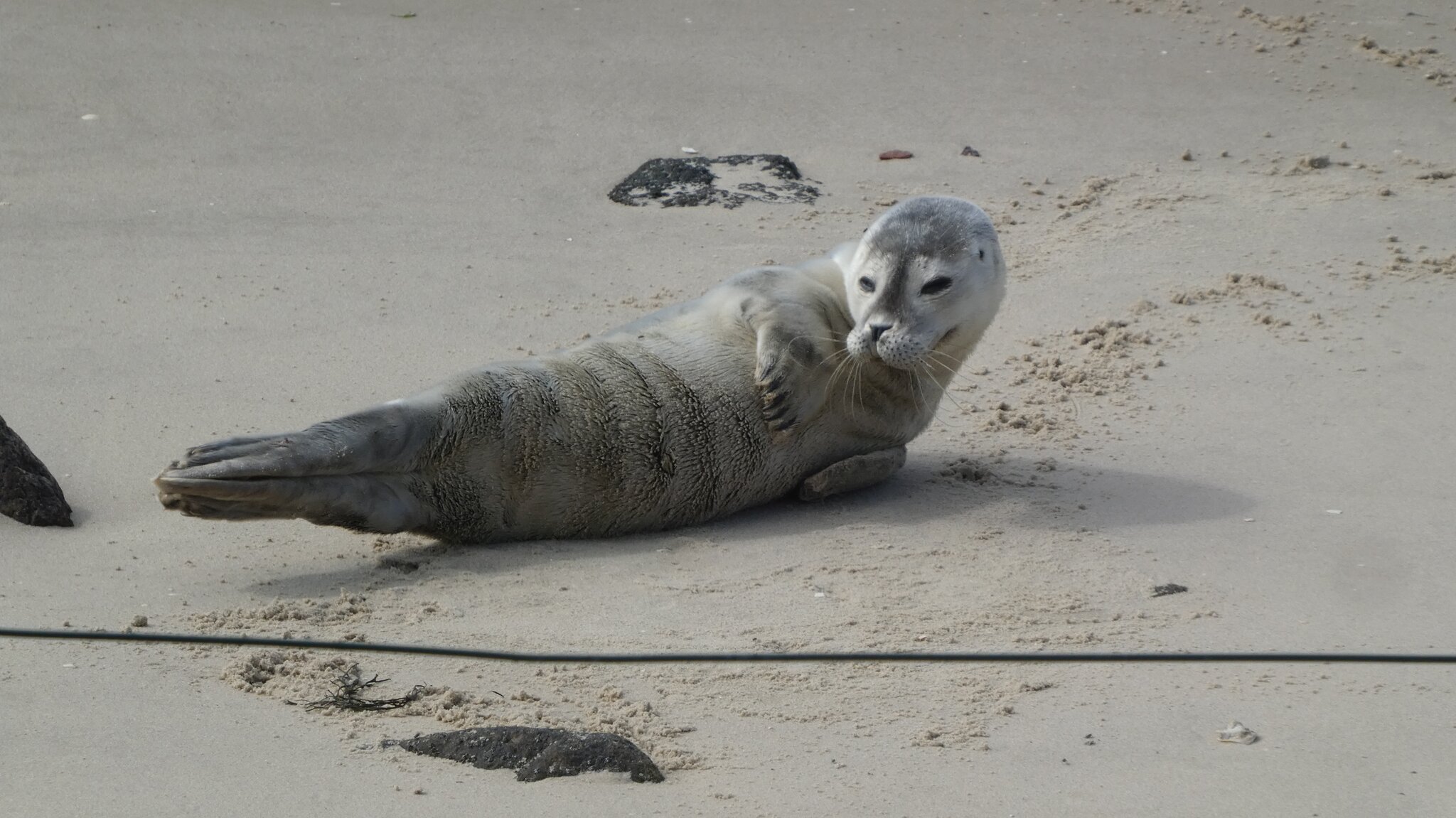 Heuler: Heuler & Robben - Herne
