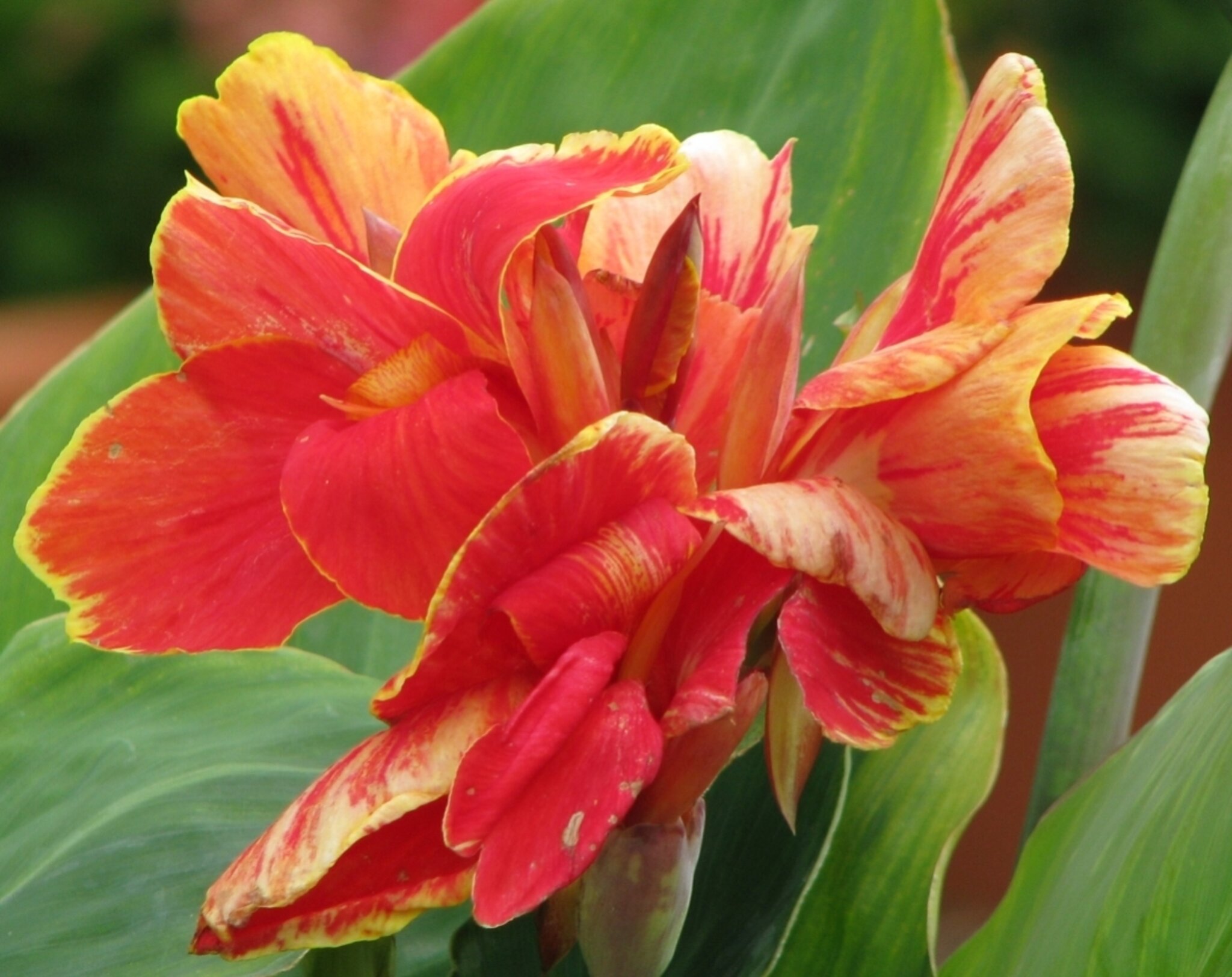 gotha live: Wenn es in Streit über geht, dann . . . . ? - Alpen