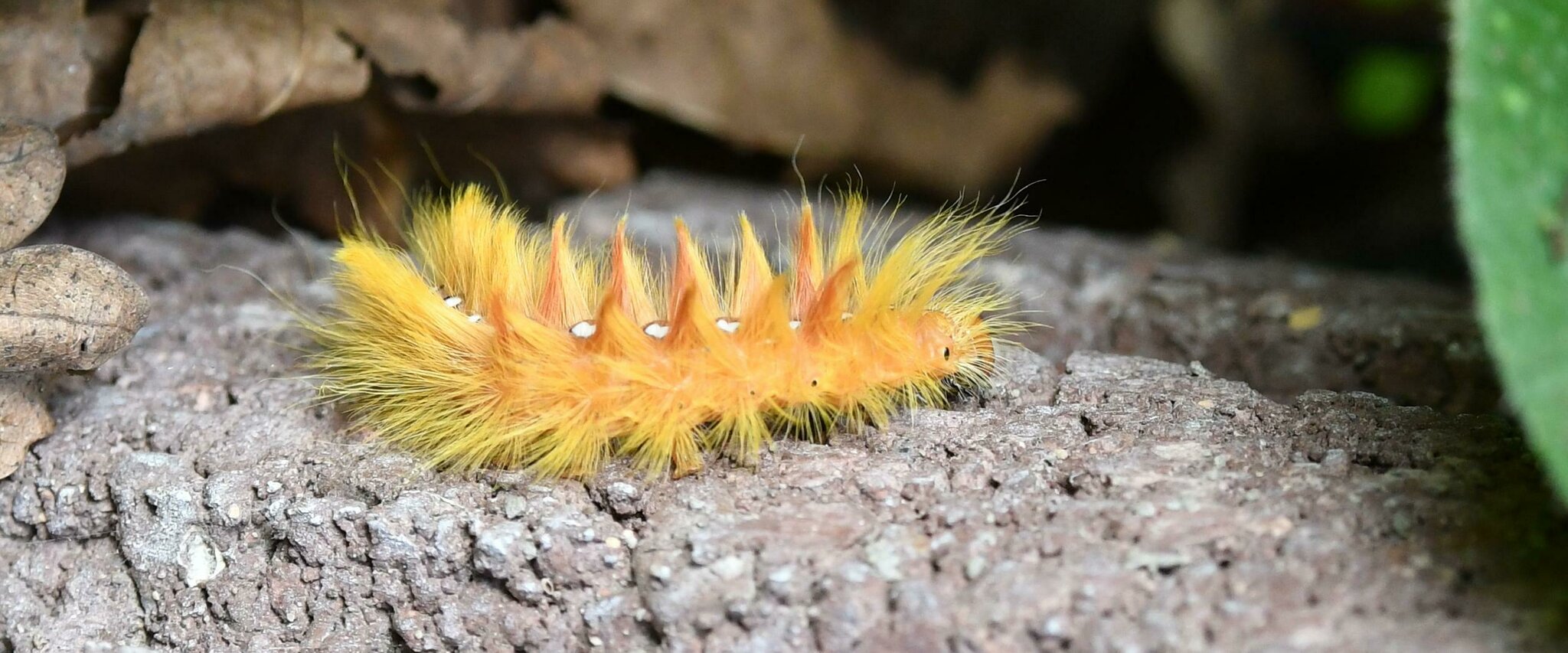 Kaum zu übersehen: Weit verbreitet, aber selten: Die Ahorn-Rindeneule ...