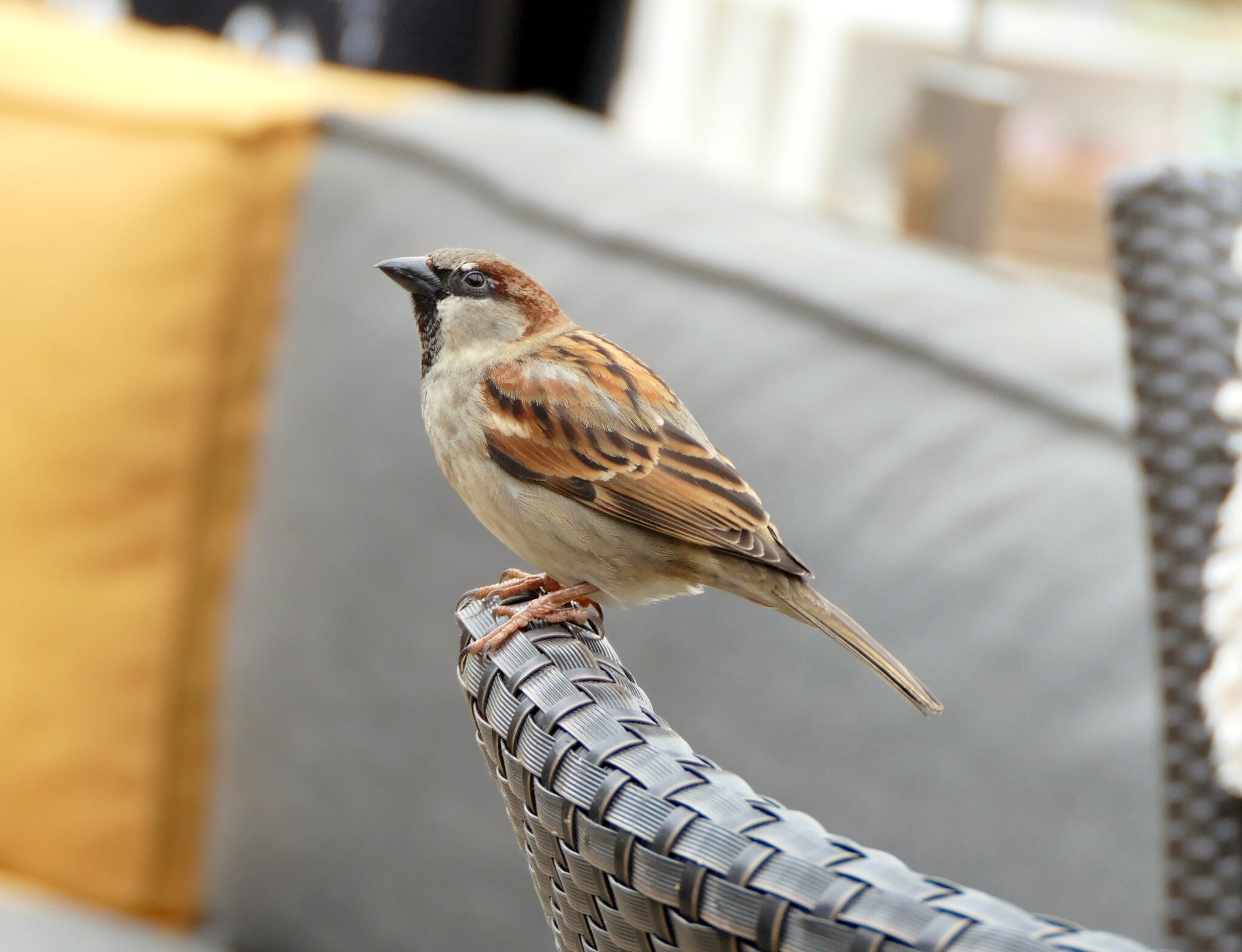 Weltberühmte Spatzen und ihre 'Taten' - Essen-West