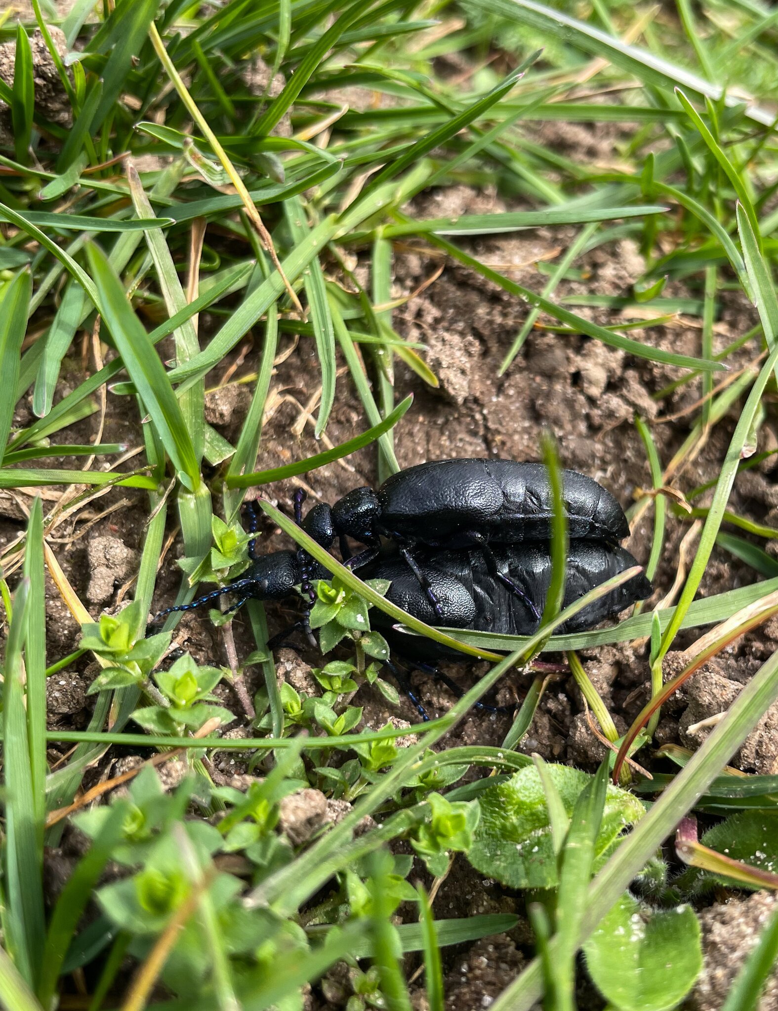 Vorsicht giftig!: Der Ölkäfer oder Maiwurm - Lünen