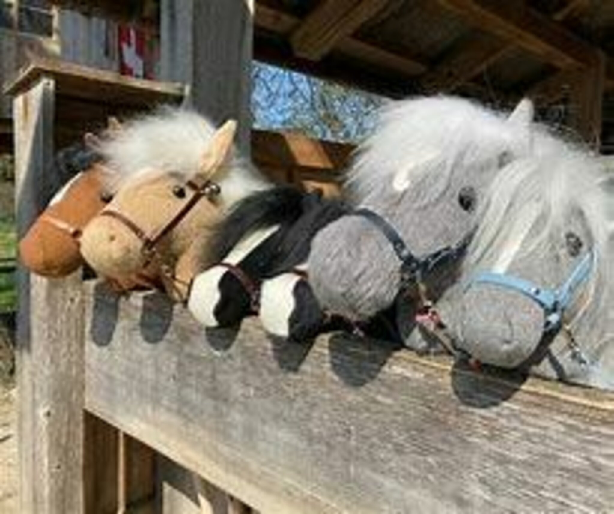 Neuer Sporttrend in Duisburg: Duisburg-Neuenkamp lässt die Pferde los ...