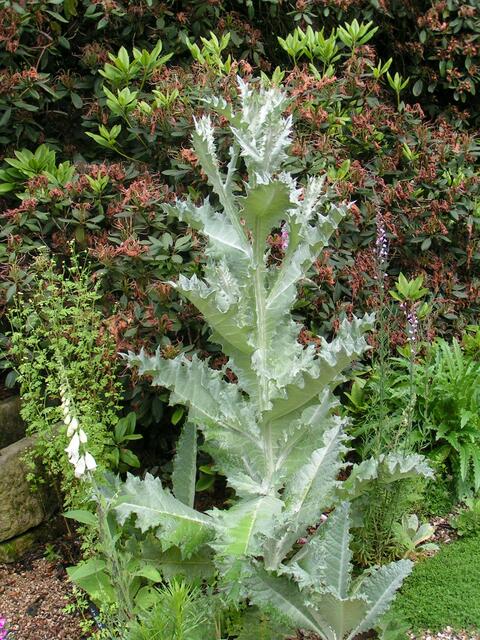 Garten: Disteln im Garten? Kann ja jedem mal passieren! - Hattingen