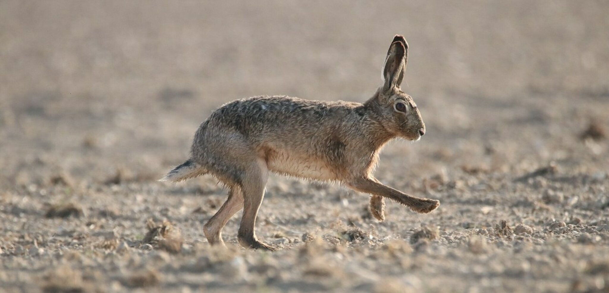 100 Meter Sprint im Stade de France: Olympia: Der Hase schlägt sie alle ...