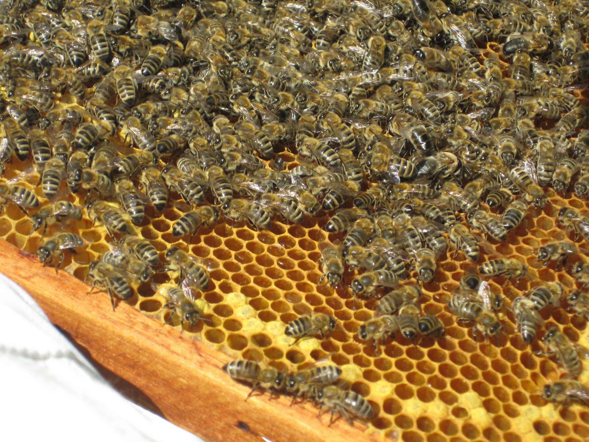 Wissenswertes über Bienen: Wie kommunizieren Bienen miteinander? - Bochum