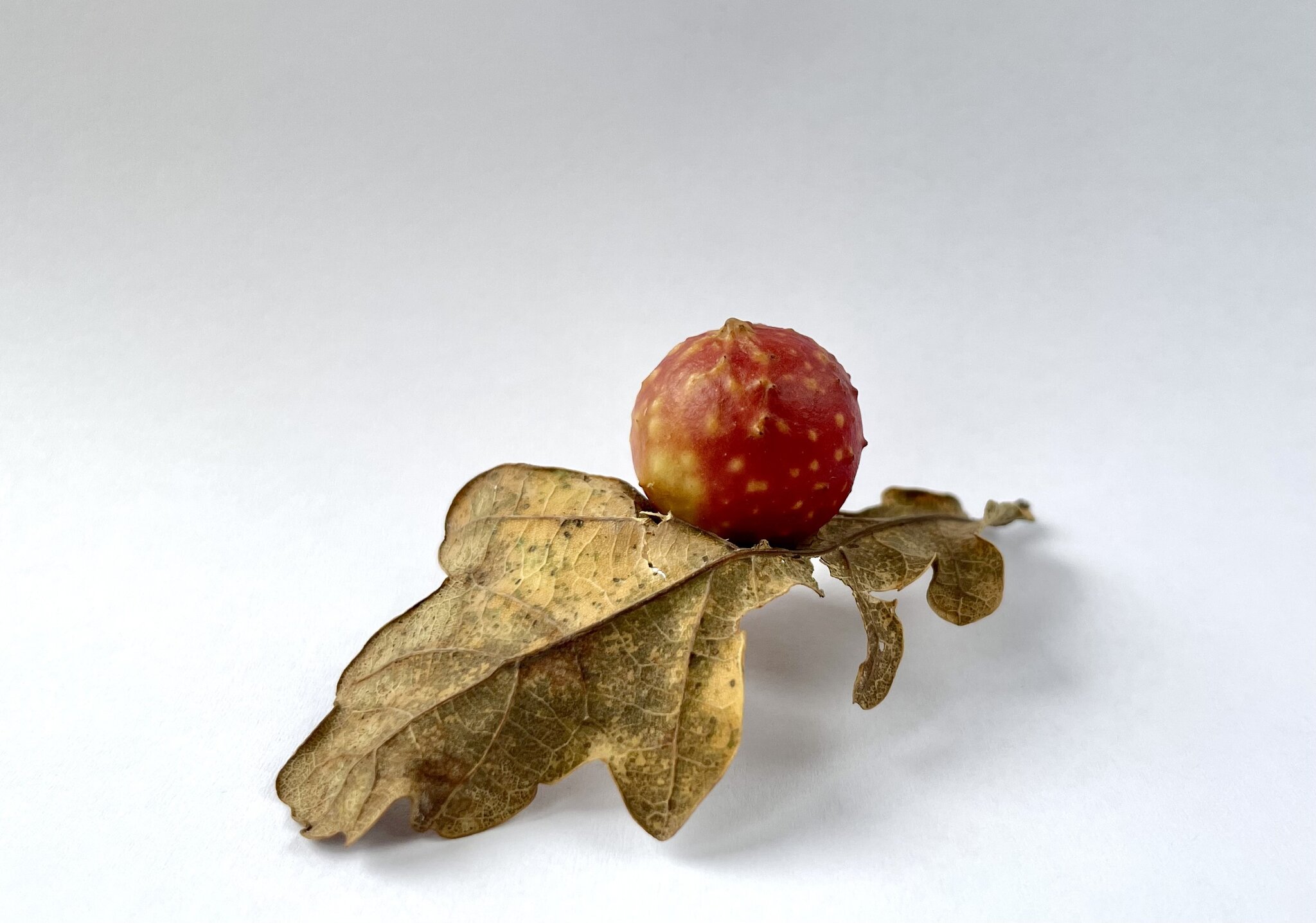 Gallen der Eichengallwespe: Die Kugeln an den Eichenblättern ...