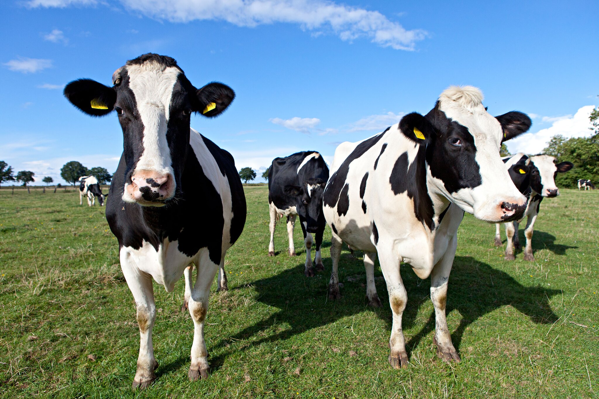 Bäuerinnen und Bauern fordern Marktverantwortung und kostendeckende ...