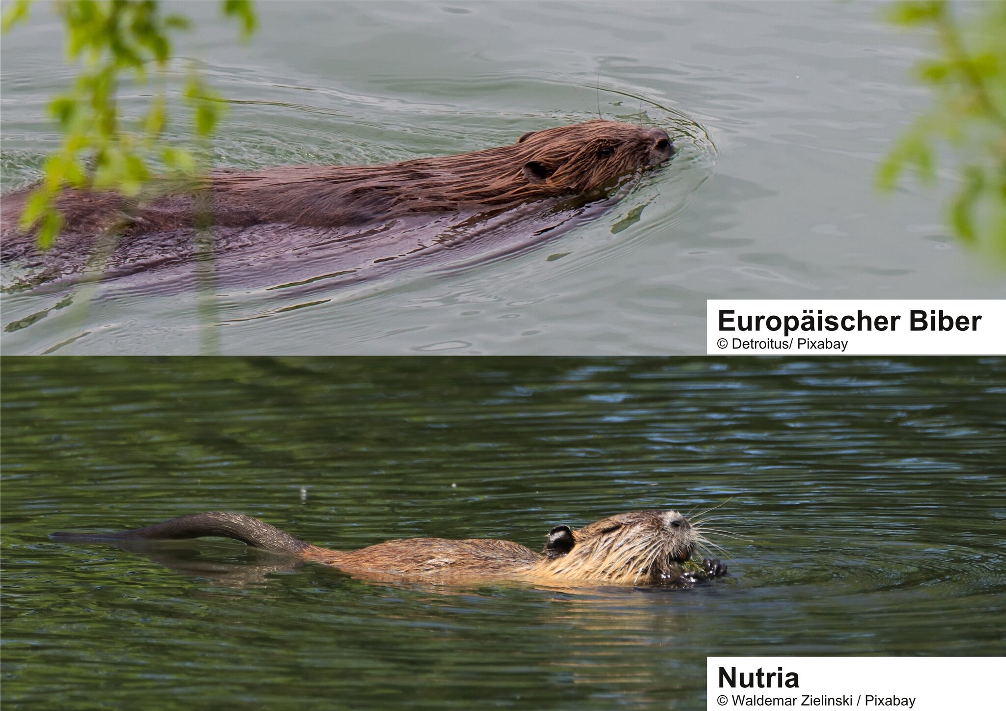 Wunderbar Biber Oder Nutria Bilder
