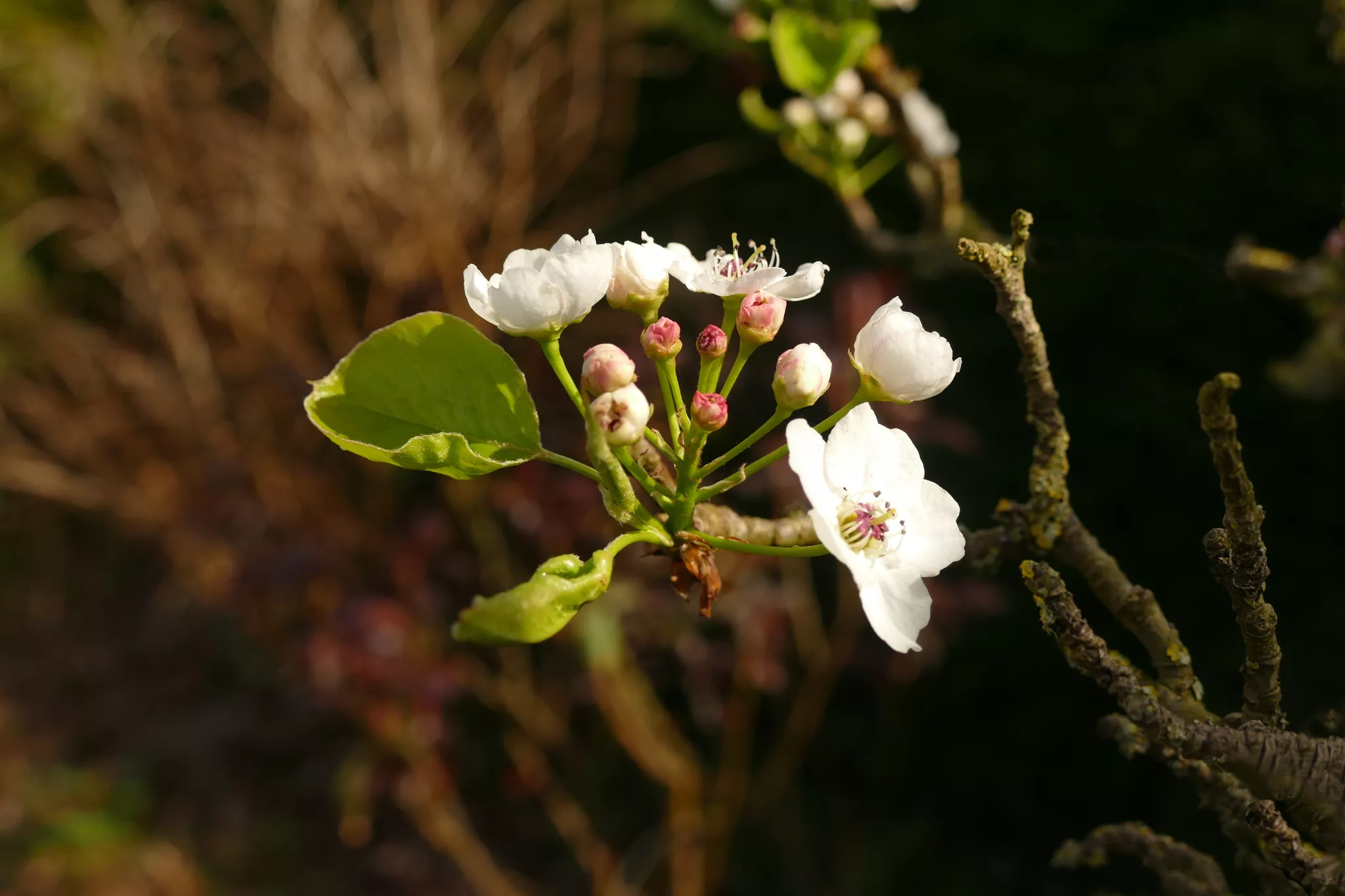 Meng Hao-Jan (689-740), Frühlingsschlaf (2. Versuch) - Bedburg-Hau