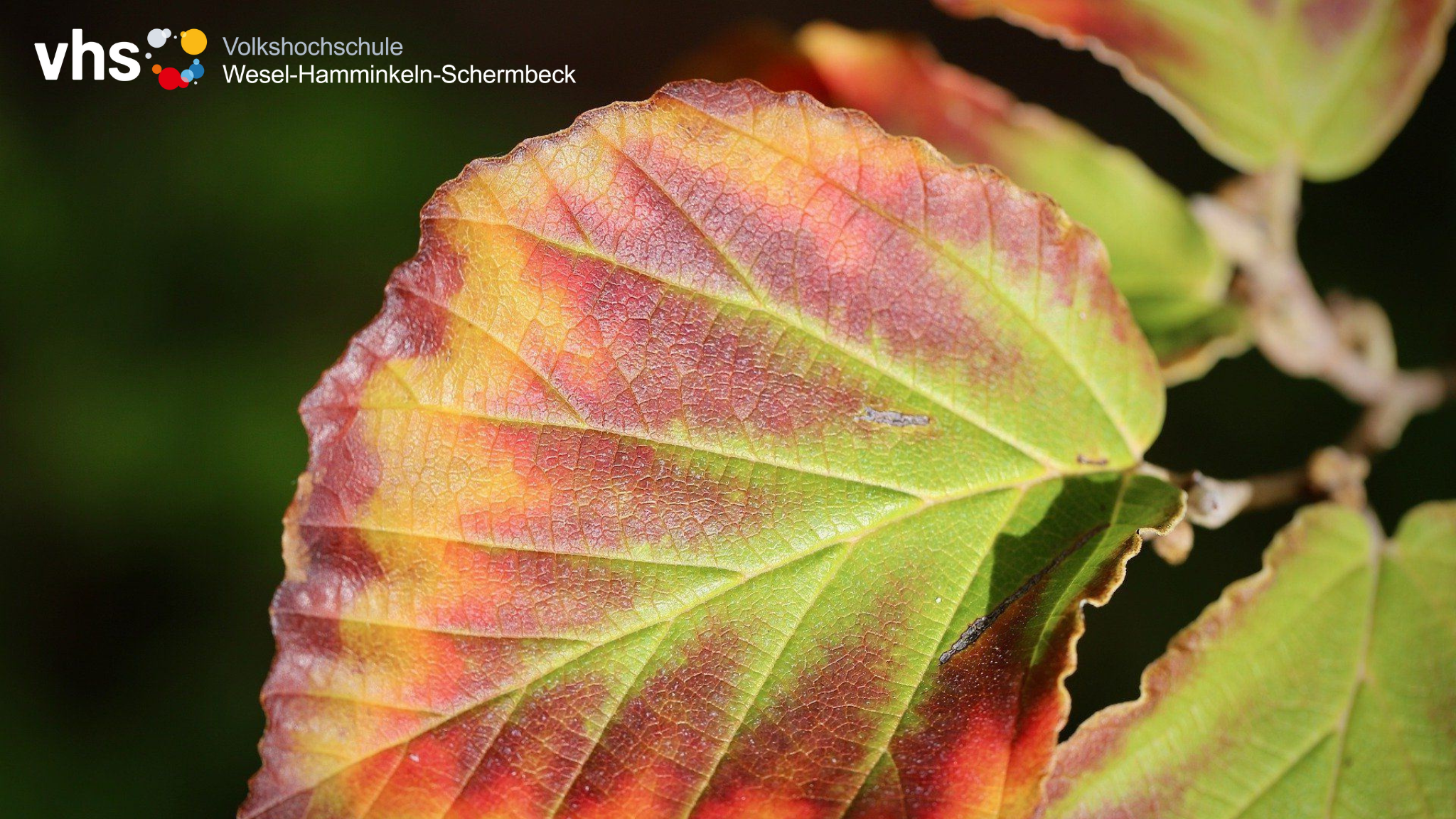 vhs-Vortrag: Teilchenzoo: Einblick in die Welt der Elementarteilchen ...