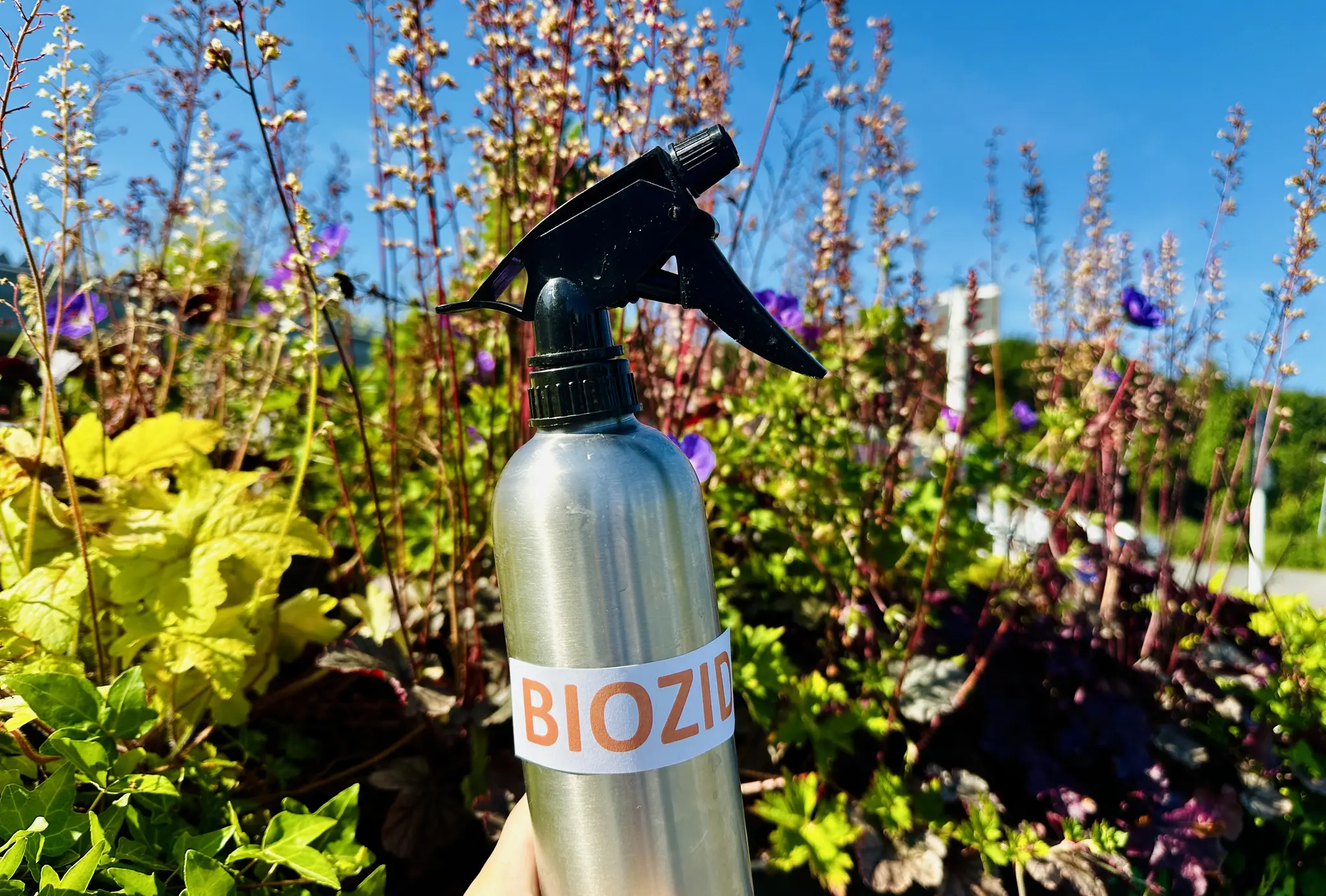 Aktion „Tausche Biozid gegen Wildblumenwiese“ - Marl