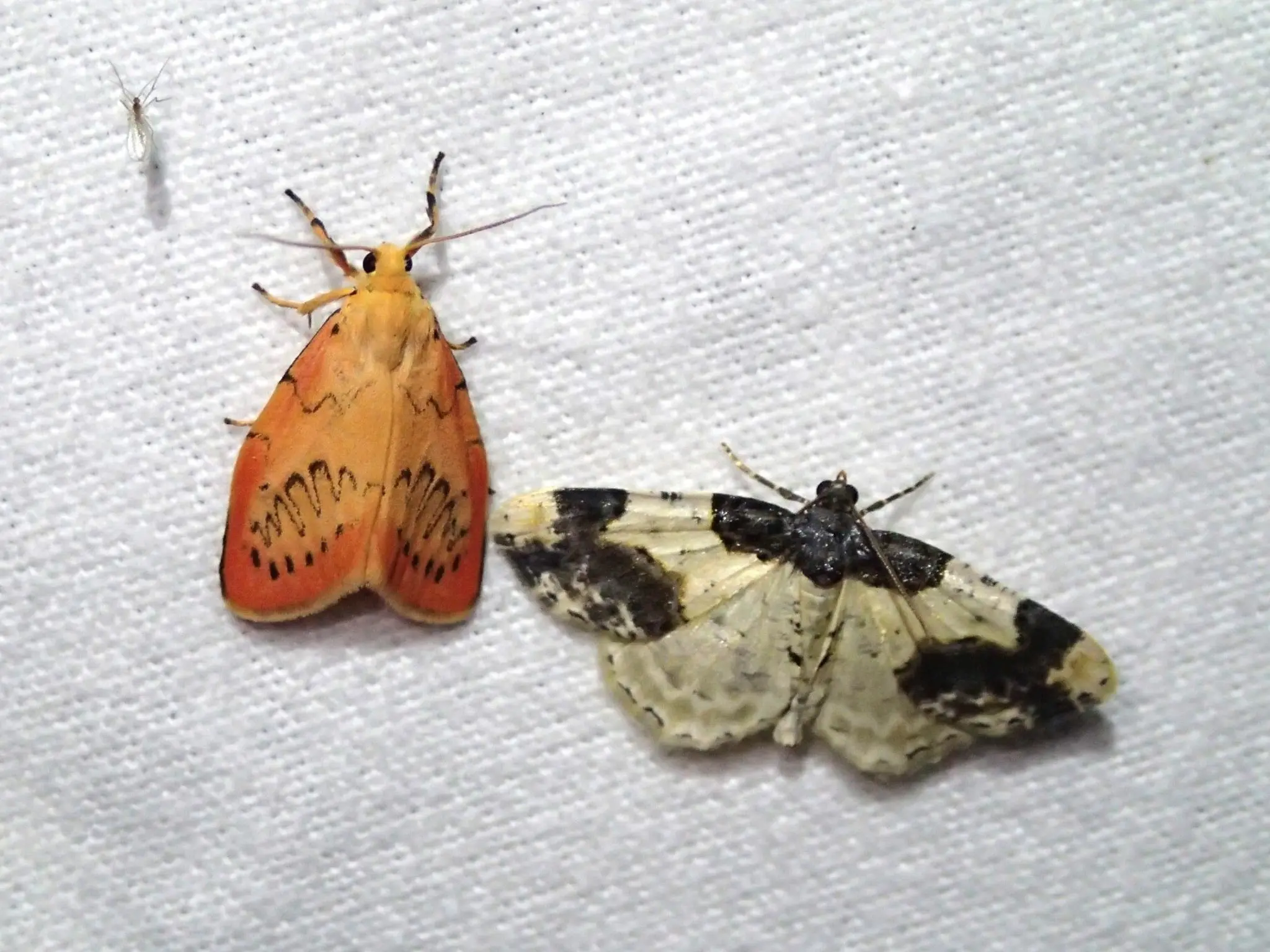 Mottenkino im Zechenpark Kamp-Lintfort: Spinner, Spanner, Schwärmer ...