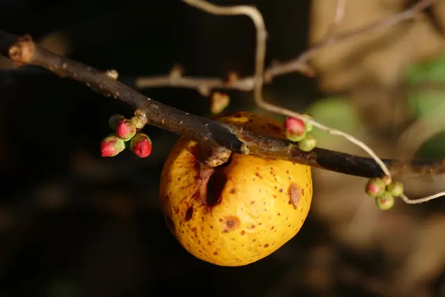 Zwischen den Jahren, ein Gedicht - Bedburg-Hau