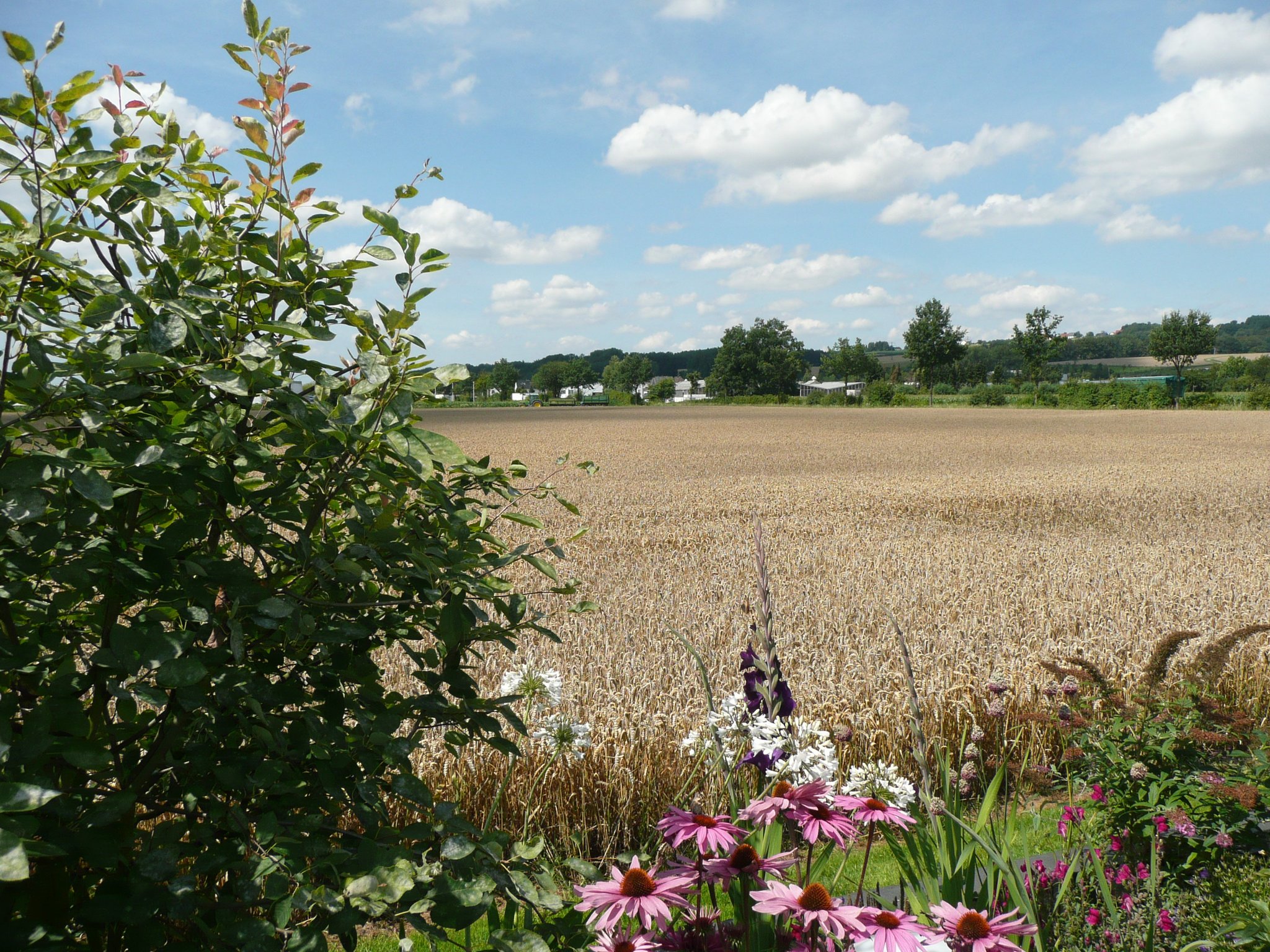 Der Weizen ist reif ......