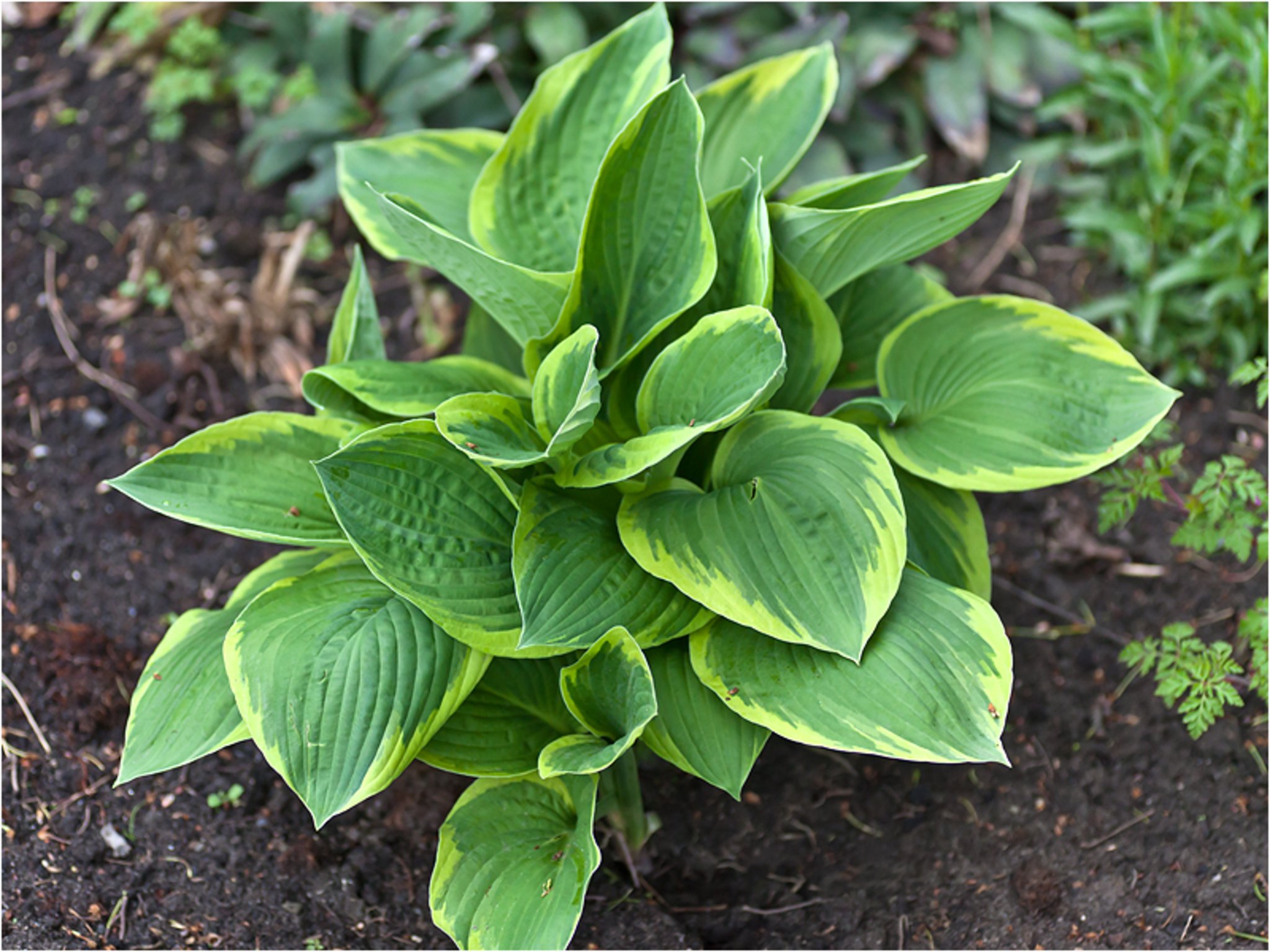 Funkie / Hosta - meine lieblings Pflanzengattung