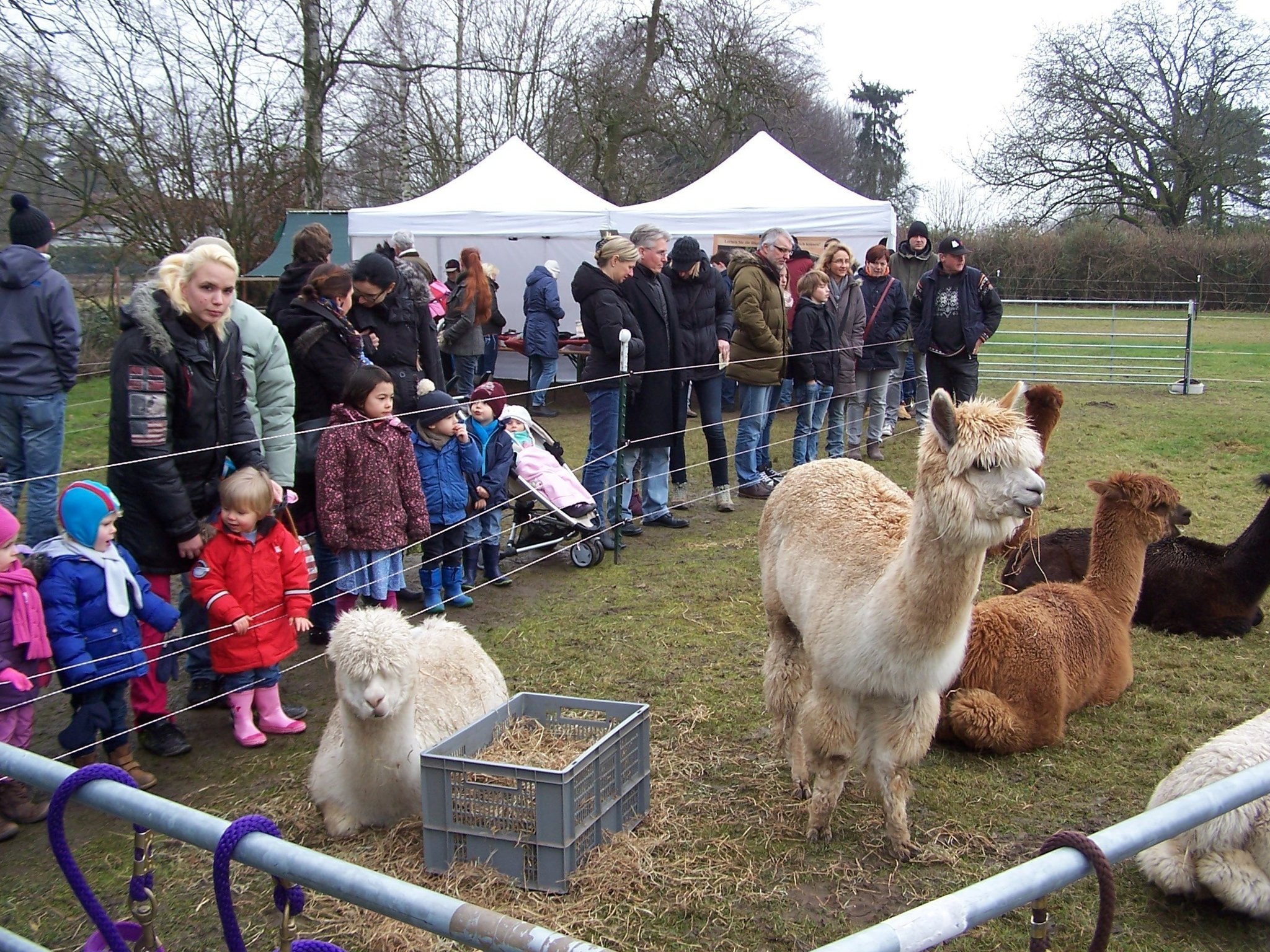 Tag der offenen Alpaka-Weide am 22.11.2015 von 11-15 Uhr