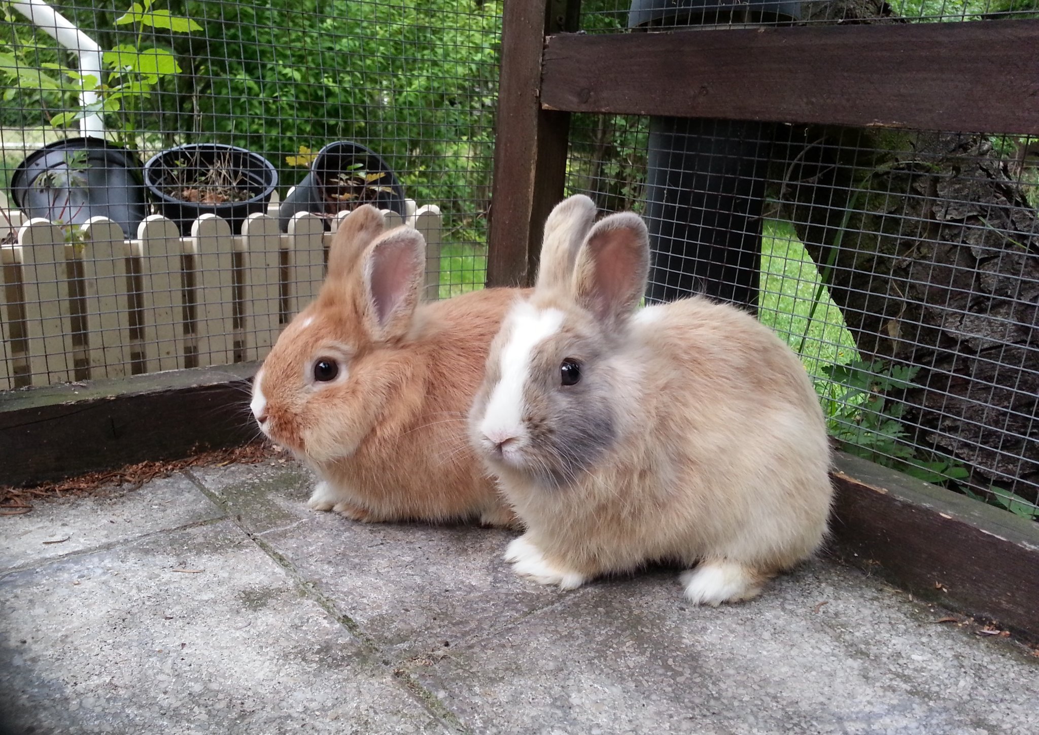 RHD2 Impftag mit Filavac