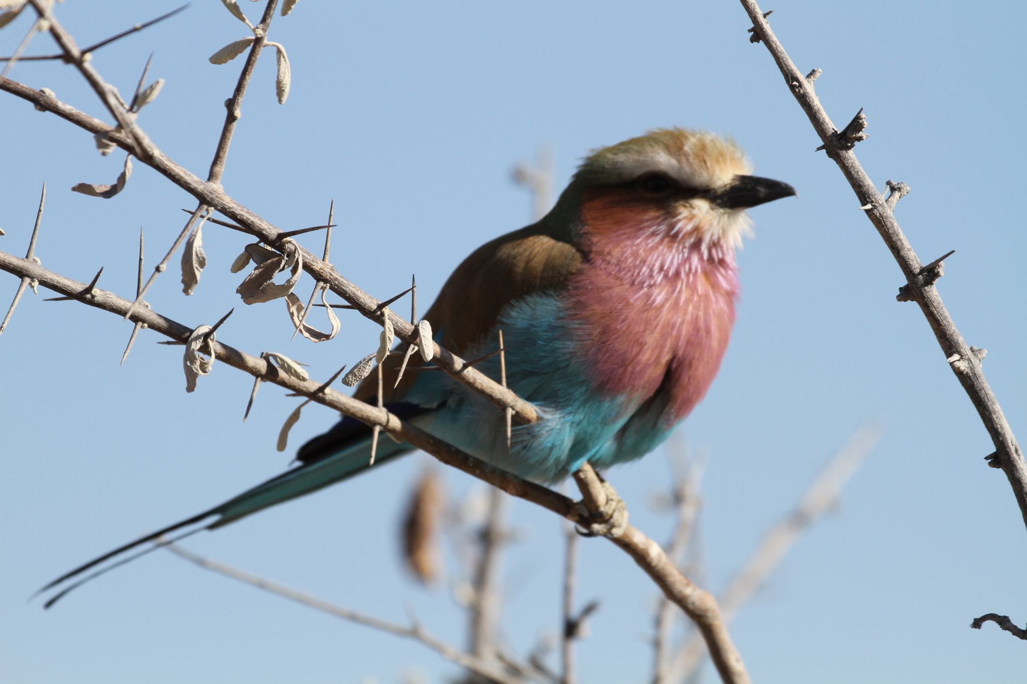 Was ist das für ein hübscher Vogel?
